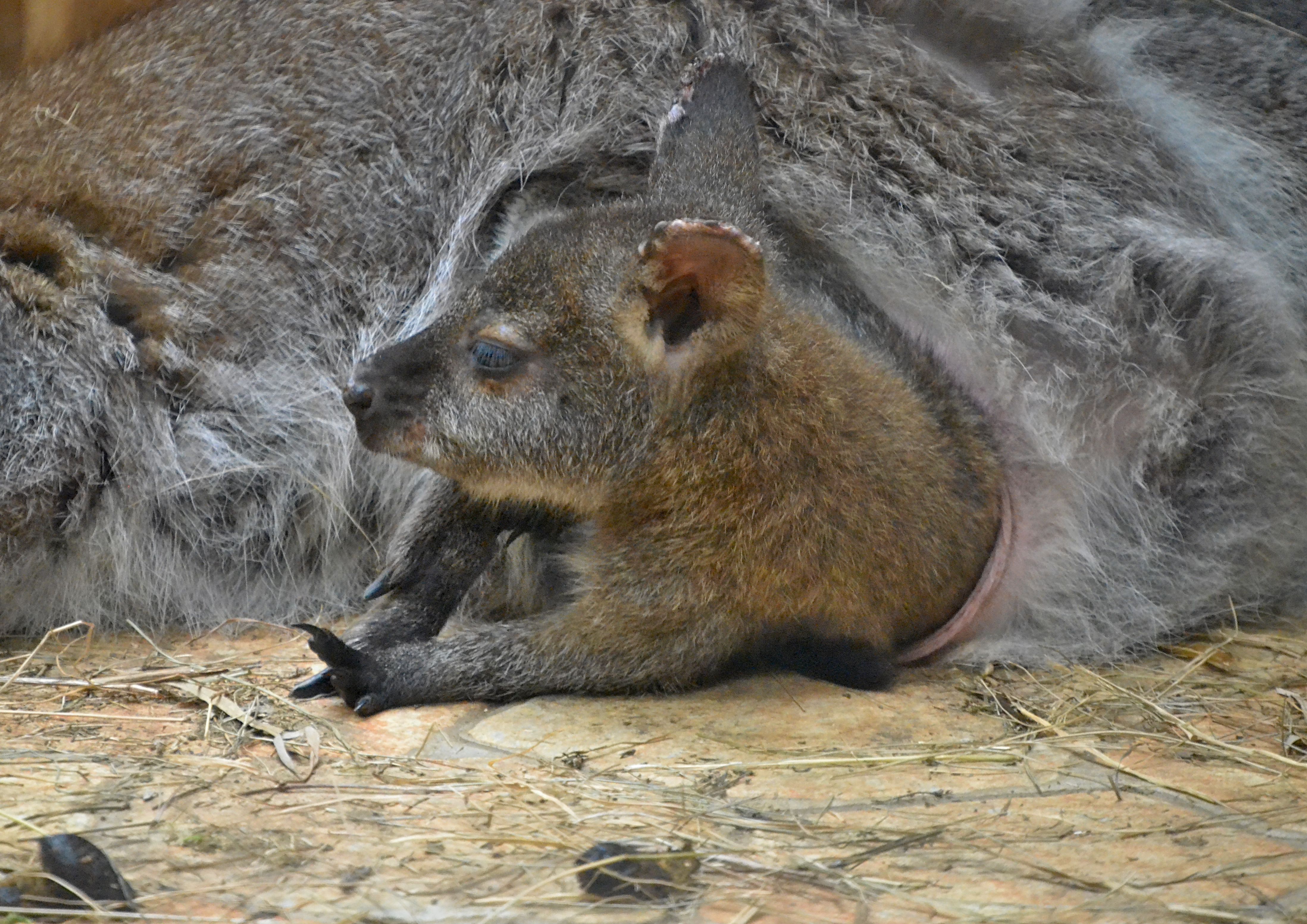 Close-up of Baby Wallaby in Mother's Pouch · Free Stock Photo