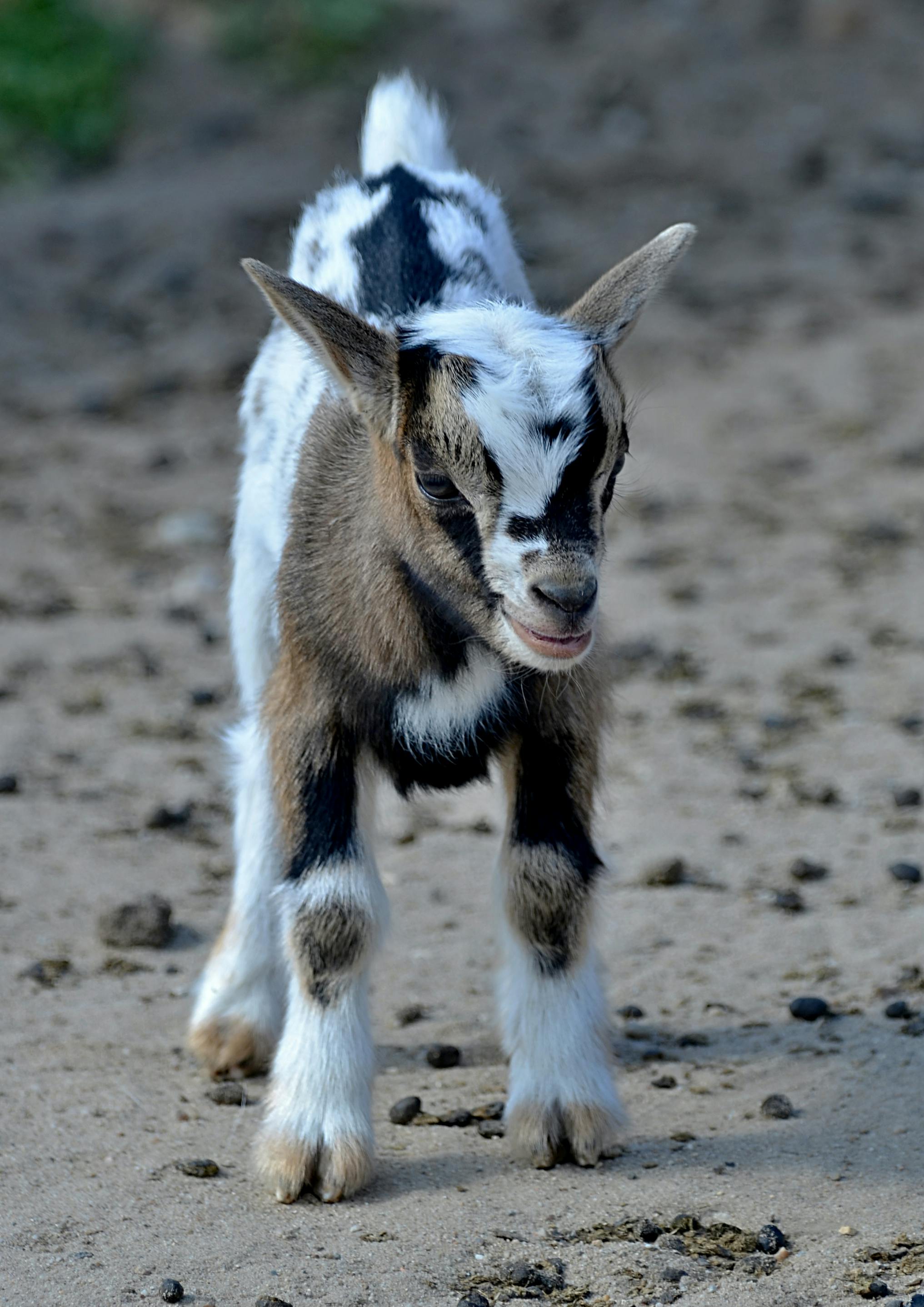 Adorable Baby Goat on a Farm in Czech Republic · Free Stock Photo