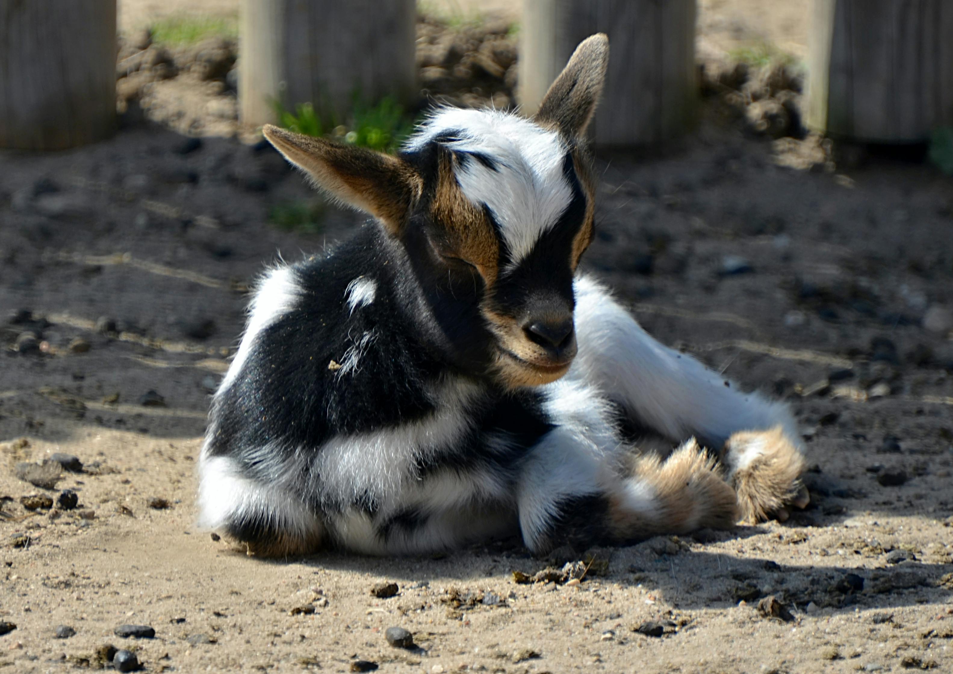 Adorable Baby Goat Resting on Sunlit Ground · Free Stock Photo
