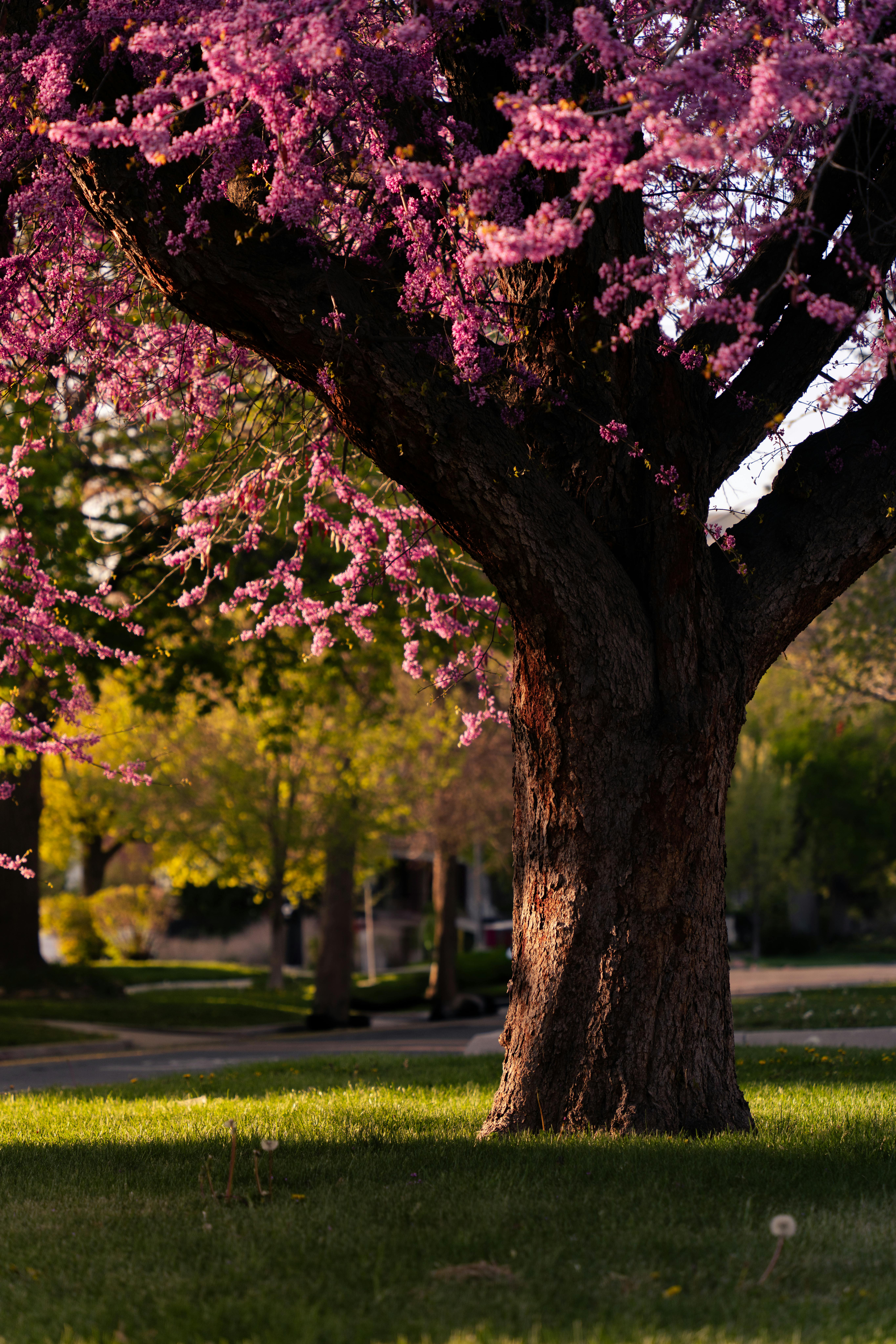 Salt Lake City Photos, Download The BEST Free Salt Lake City Stock ...