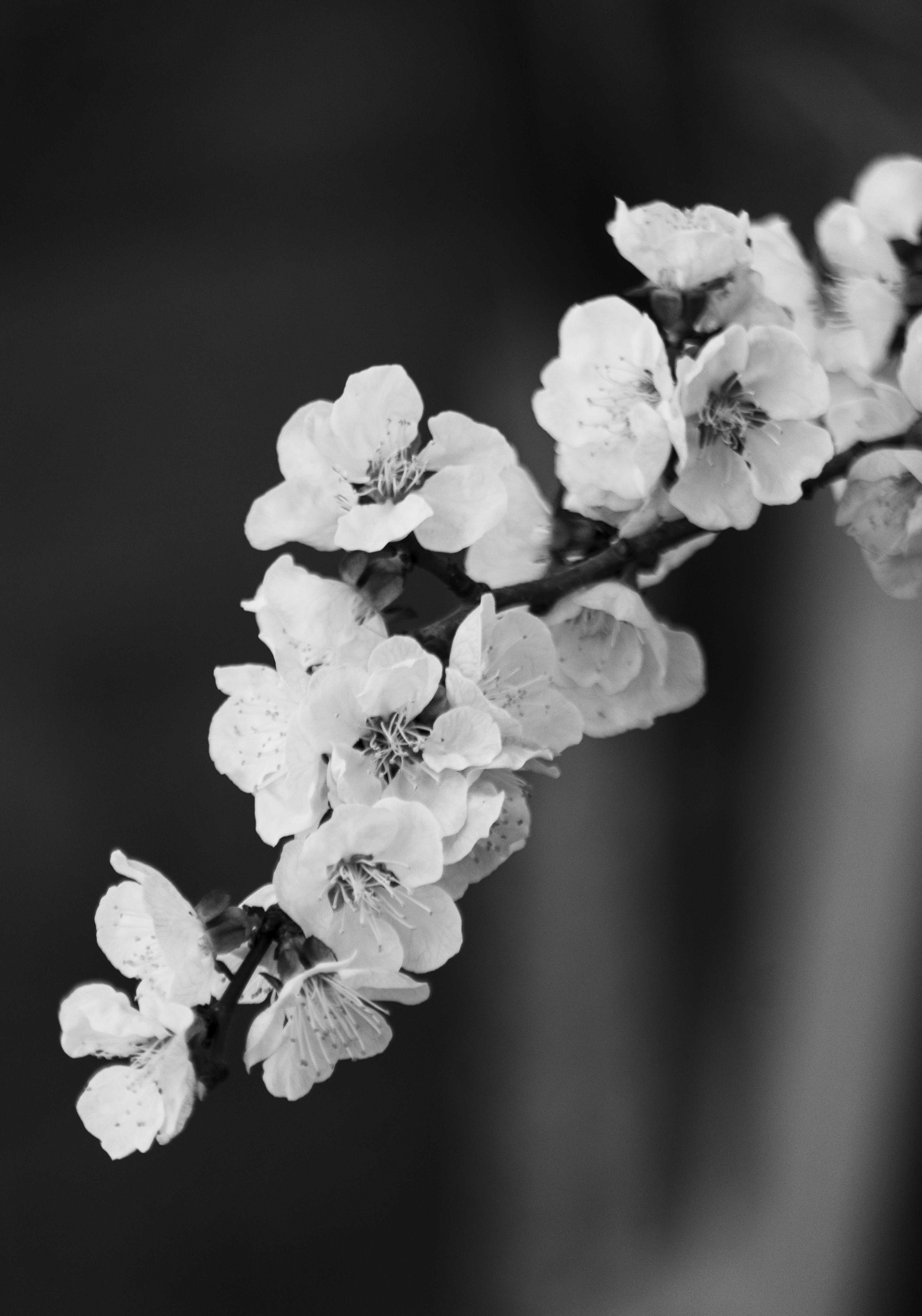 Black And White Cherry Blossom