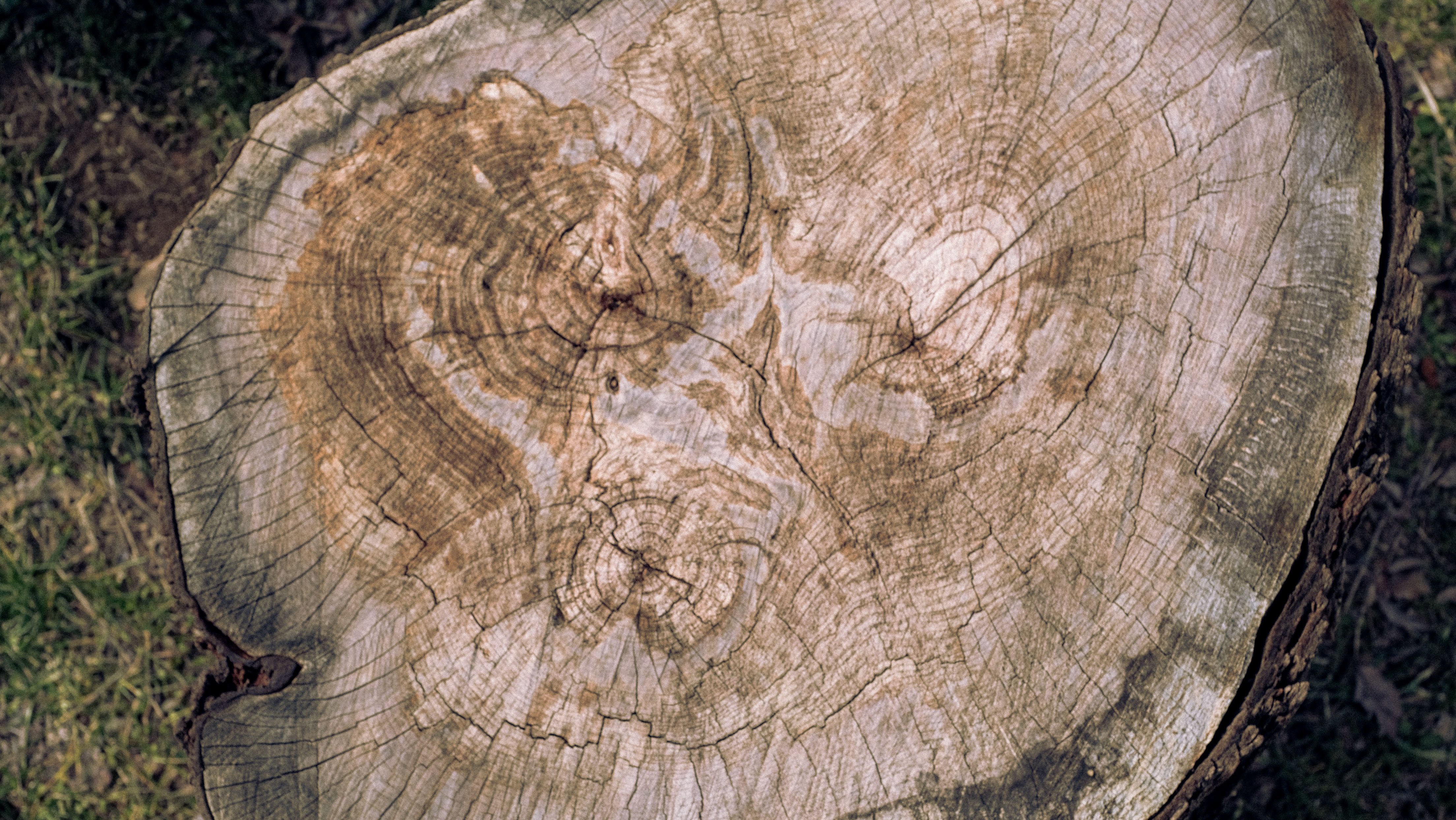 Aged Tree Stump Showing Annual Growth Rings · Free Stock Photo
