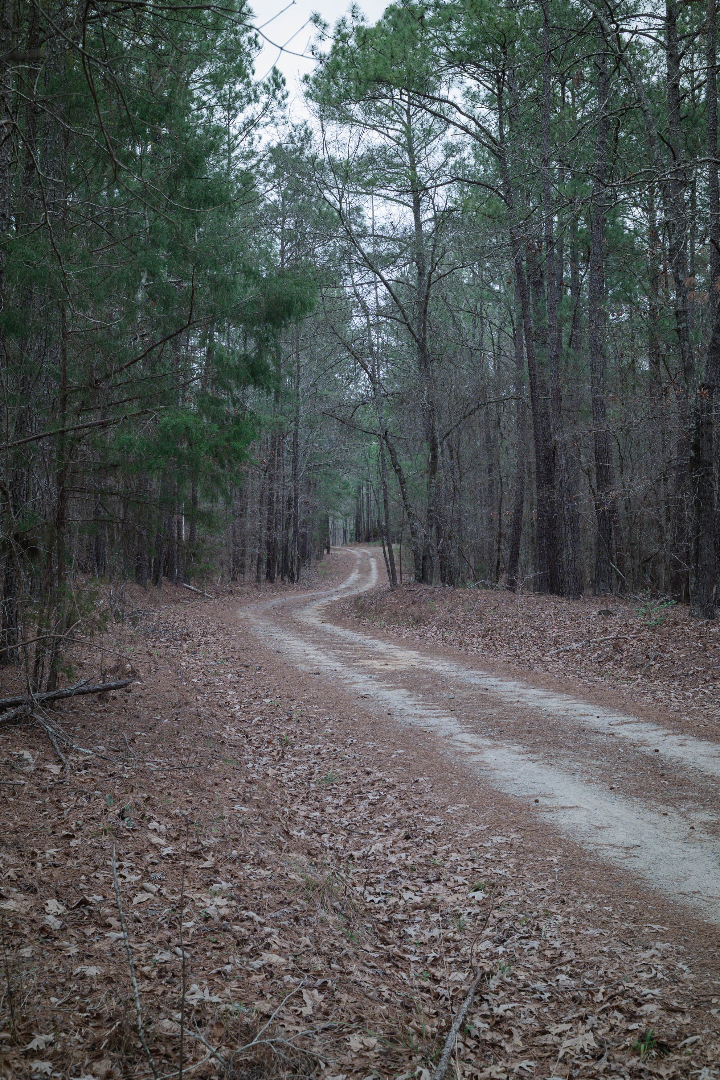 Winding Forest Trail in Overcast Autumn Setting · Free Stock Photo