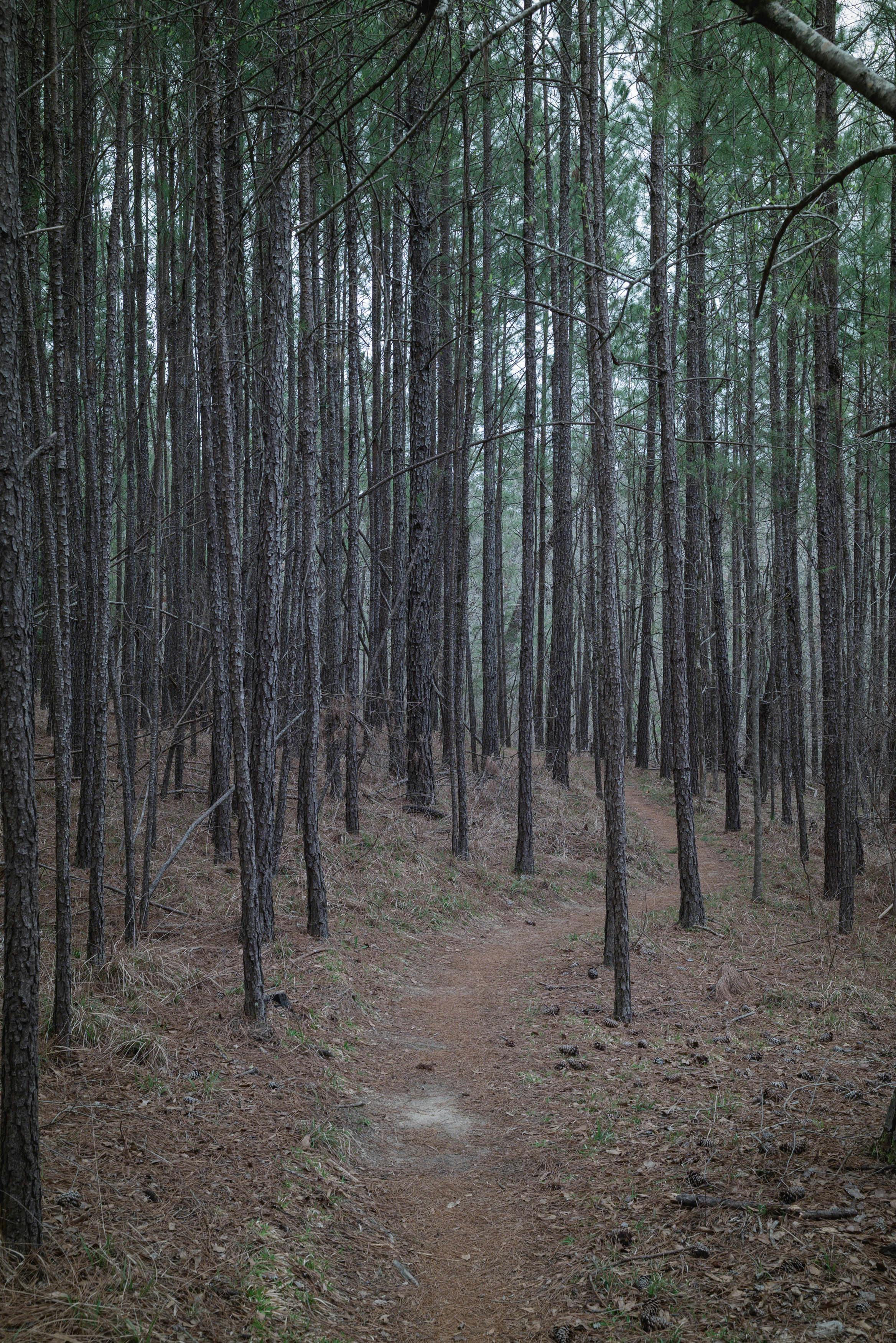 Scenic Forest Path in Columbia, South Carolina · Free Stock Photo