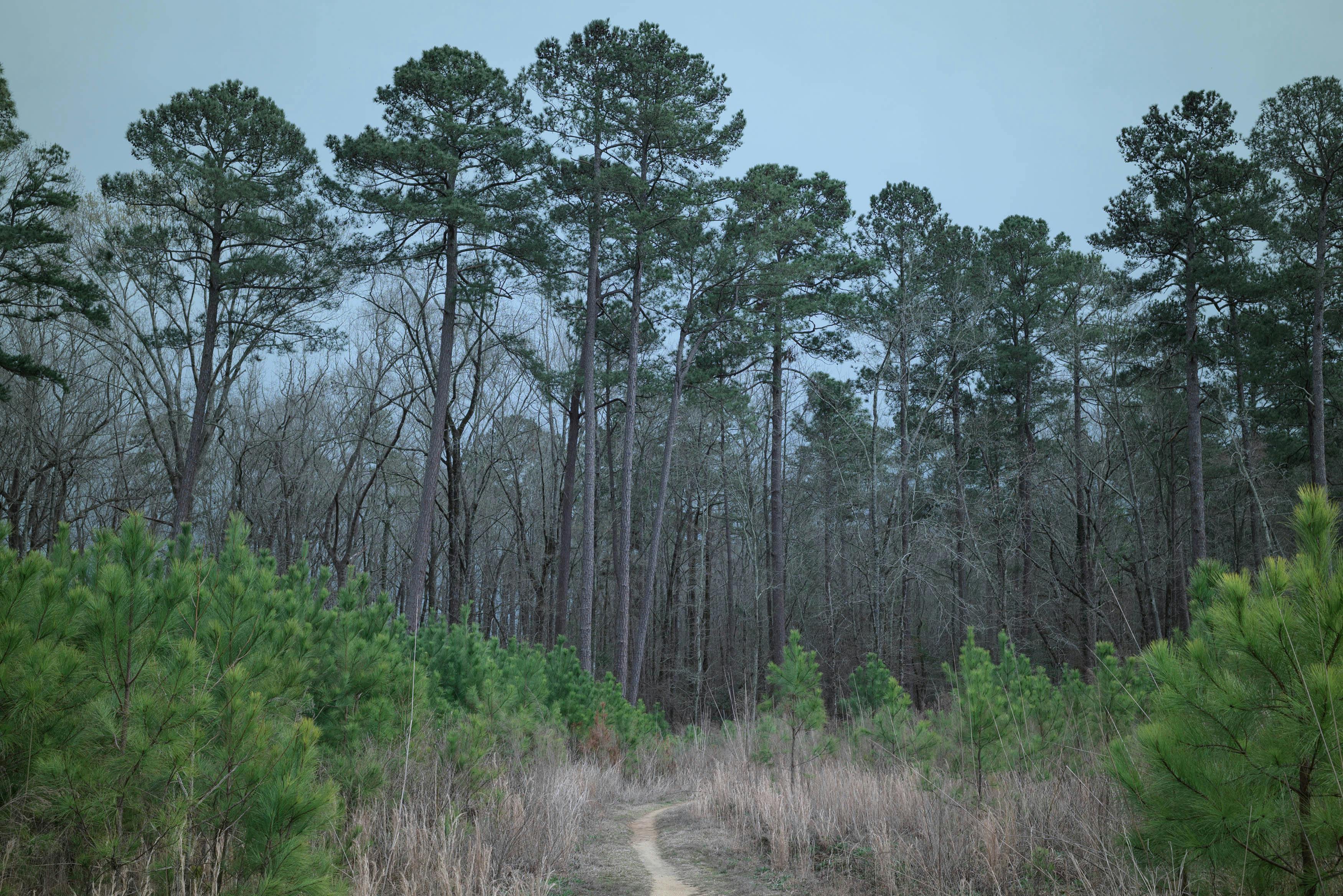 Scenic Forest Path in Columbia, South Carolina · Free Stock Photo