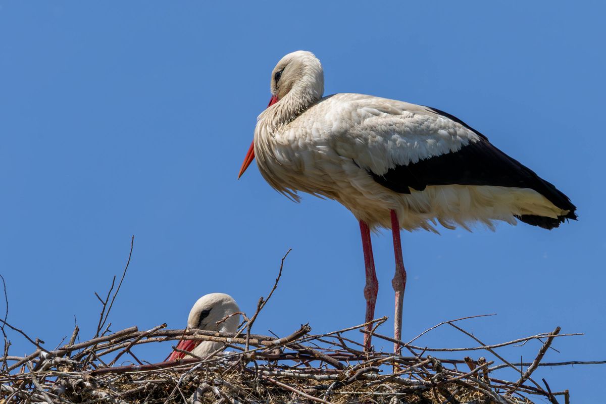 Stork Photos, Download The BEST Free Stork Stock Photos & HD Images