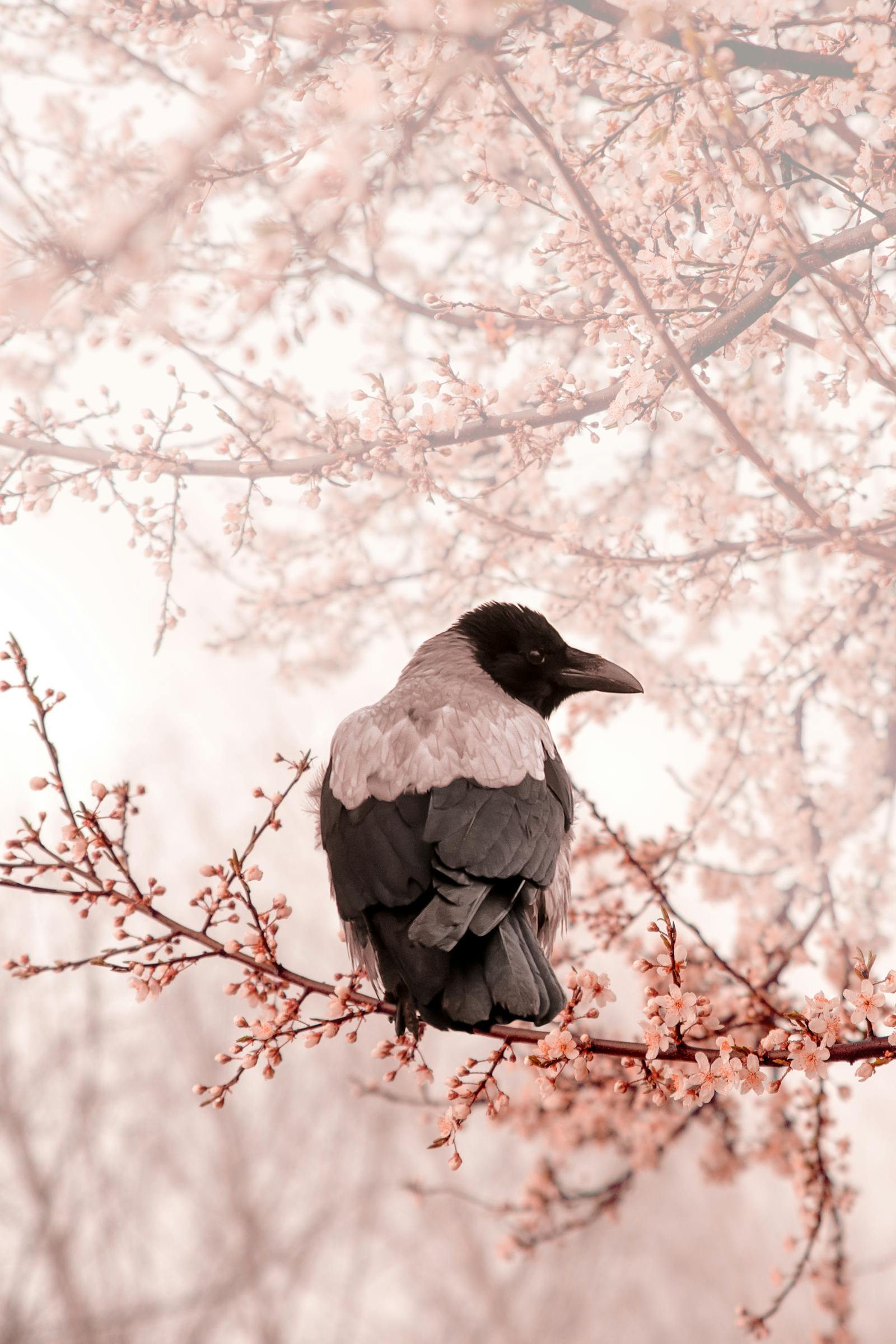 Thirsty Crow Photos, Download The BEST Free Thirsty Crow Stock Photos ...