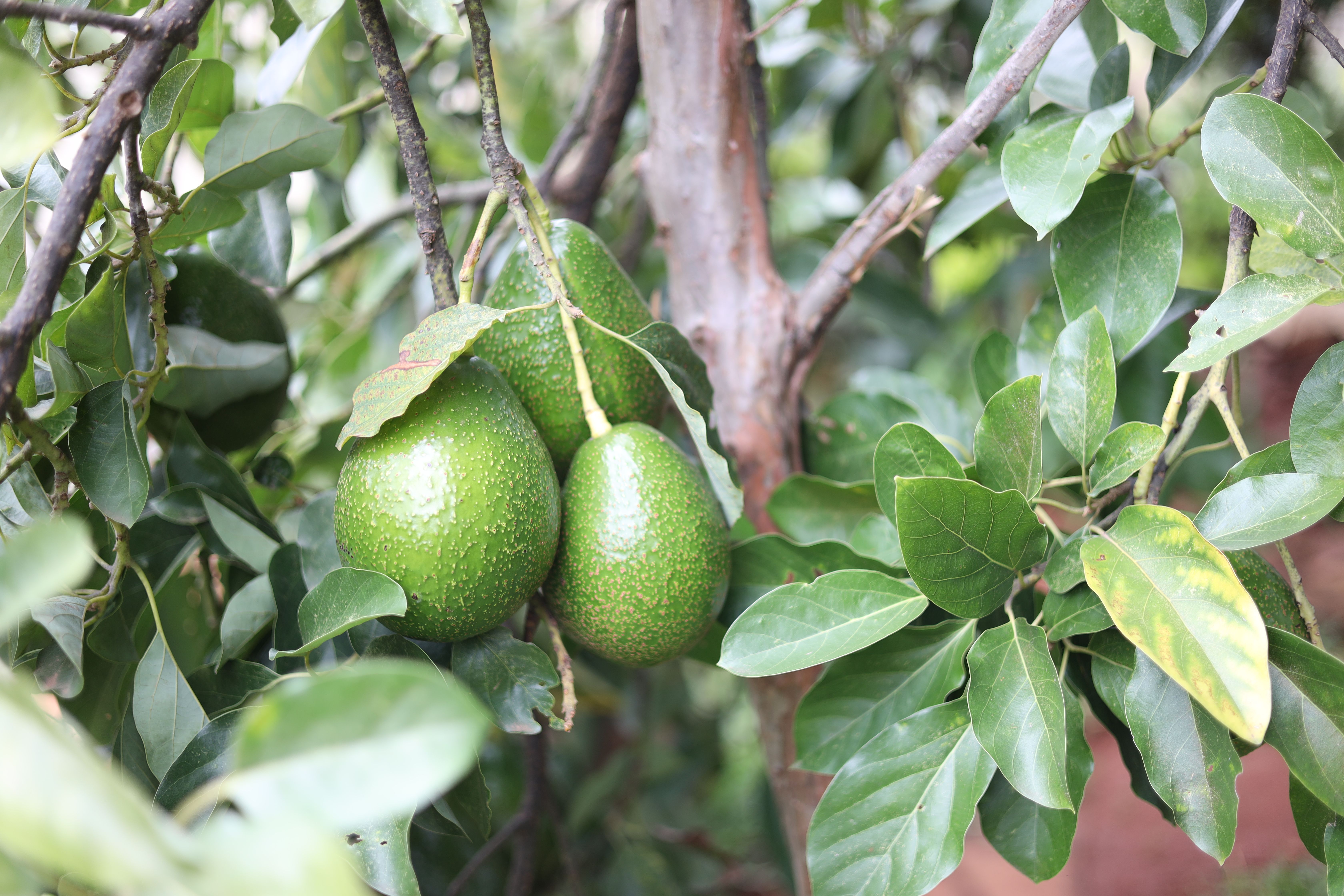 Close-up of Avocados on a Tree Branch Outdoors · Free Stock Photo