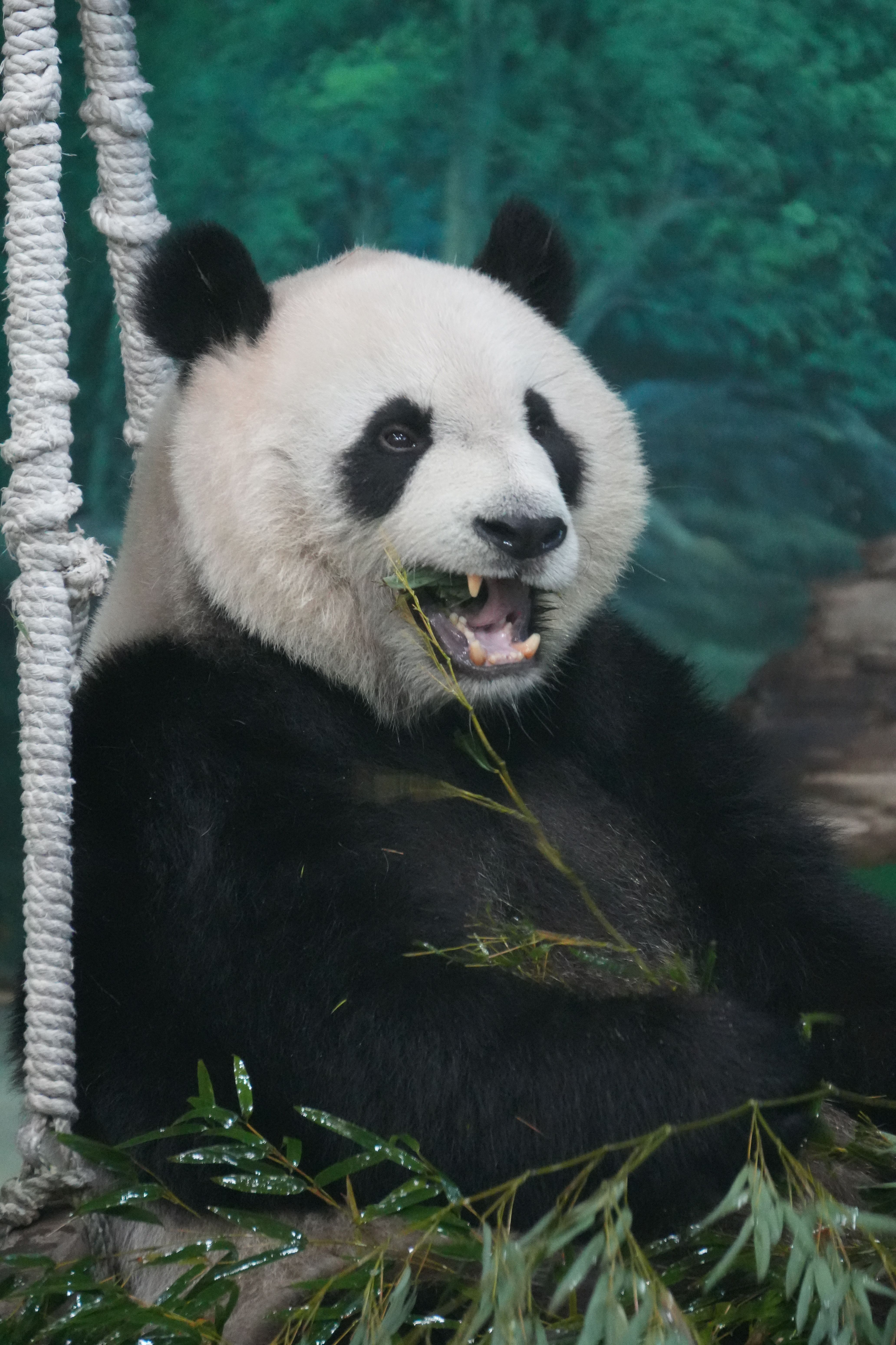 Giant Panda Eating Bamboo in Natural Habitat · Free Stock Photo