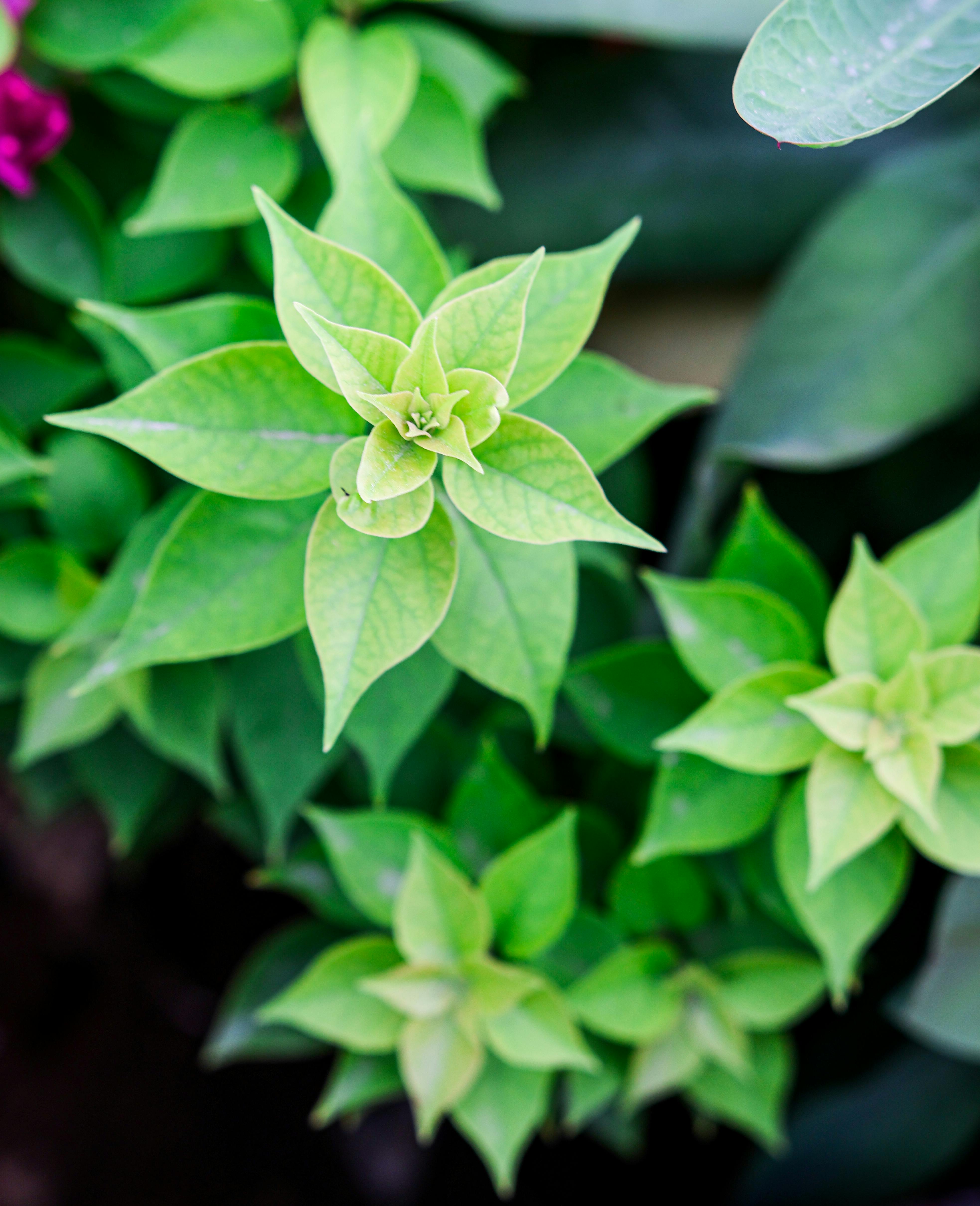 Plant Texture Photos, Download The BEST Free Plant Texture Stock Photos ...