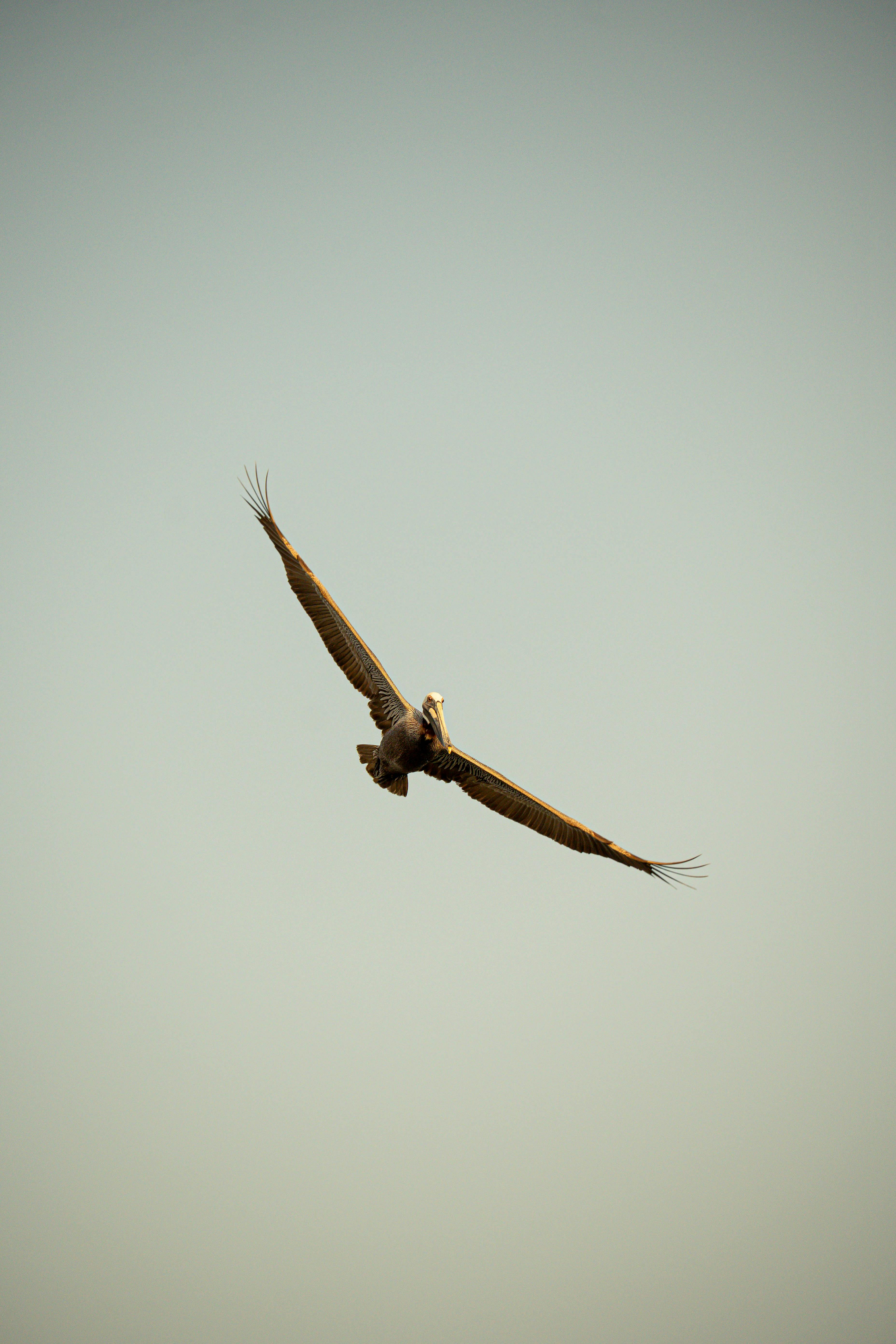 Free+Downloader Photos, Download The BEST Free Free+Downloader Stock ...