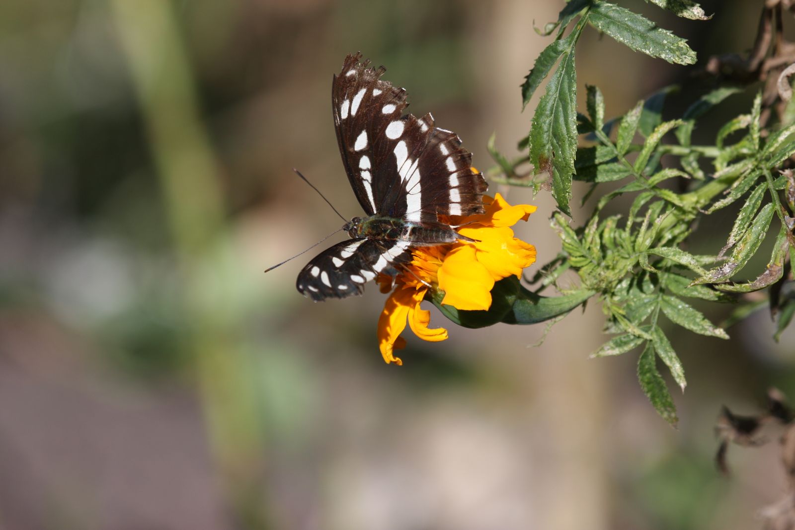 Cute Butterfly Photos, Download The BEST Free Cute Butterfly Stock ...