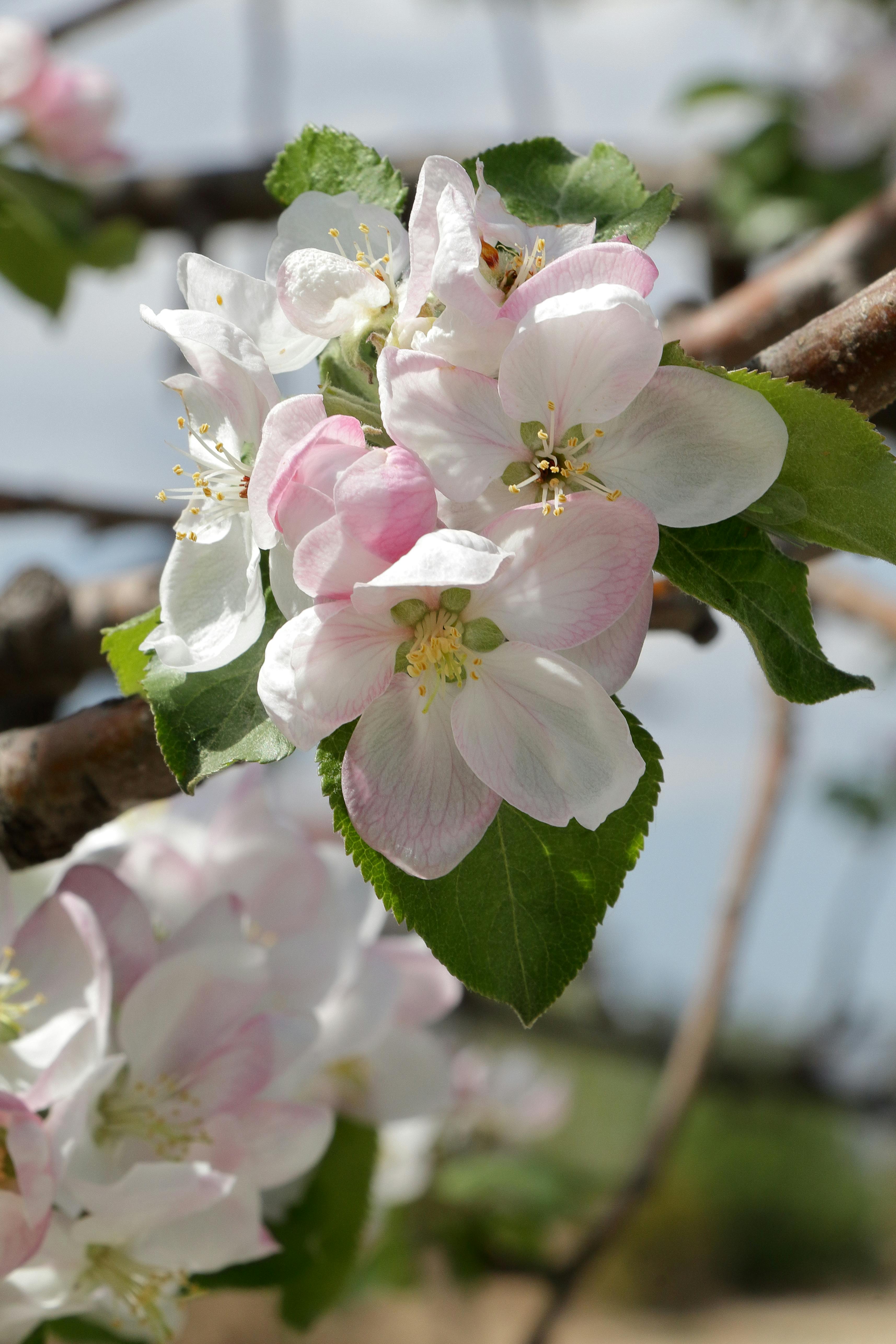 Pretty Branch Photos, Download The BEST Free Pretty Branch Stock Photos ...