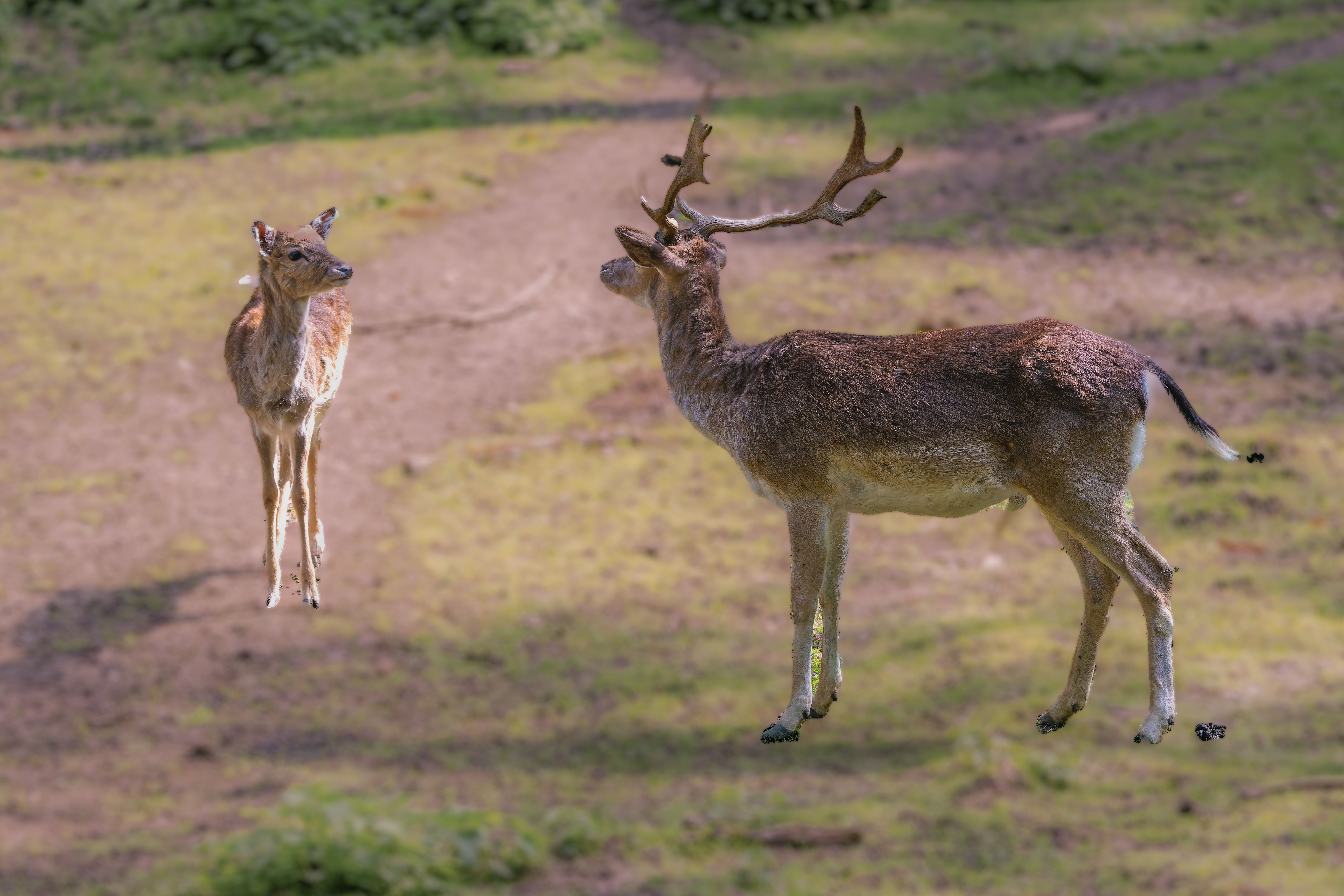 Fallow Deer Pair in Natural Woodland Habitat · Free Stock Photo