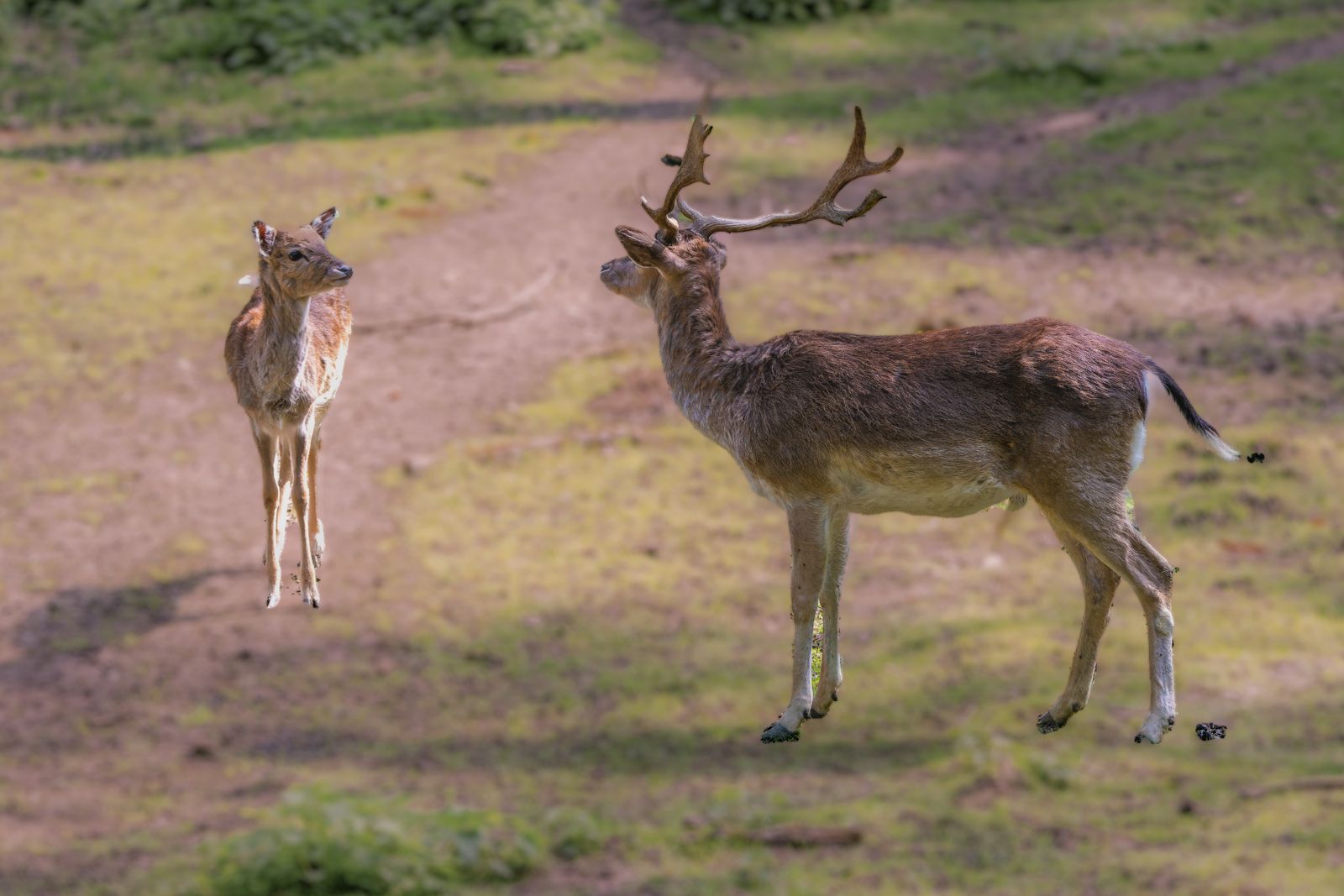 Deer. Photos, Download The BEST Free Deer. Stock Photos & HD Images