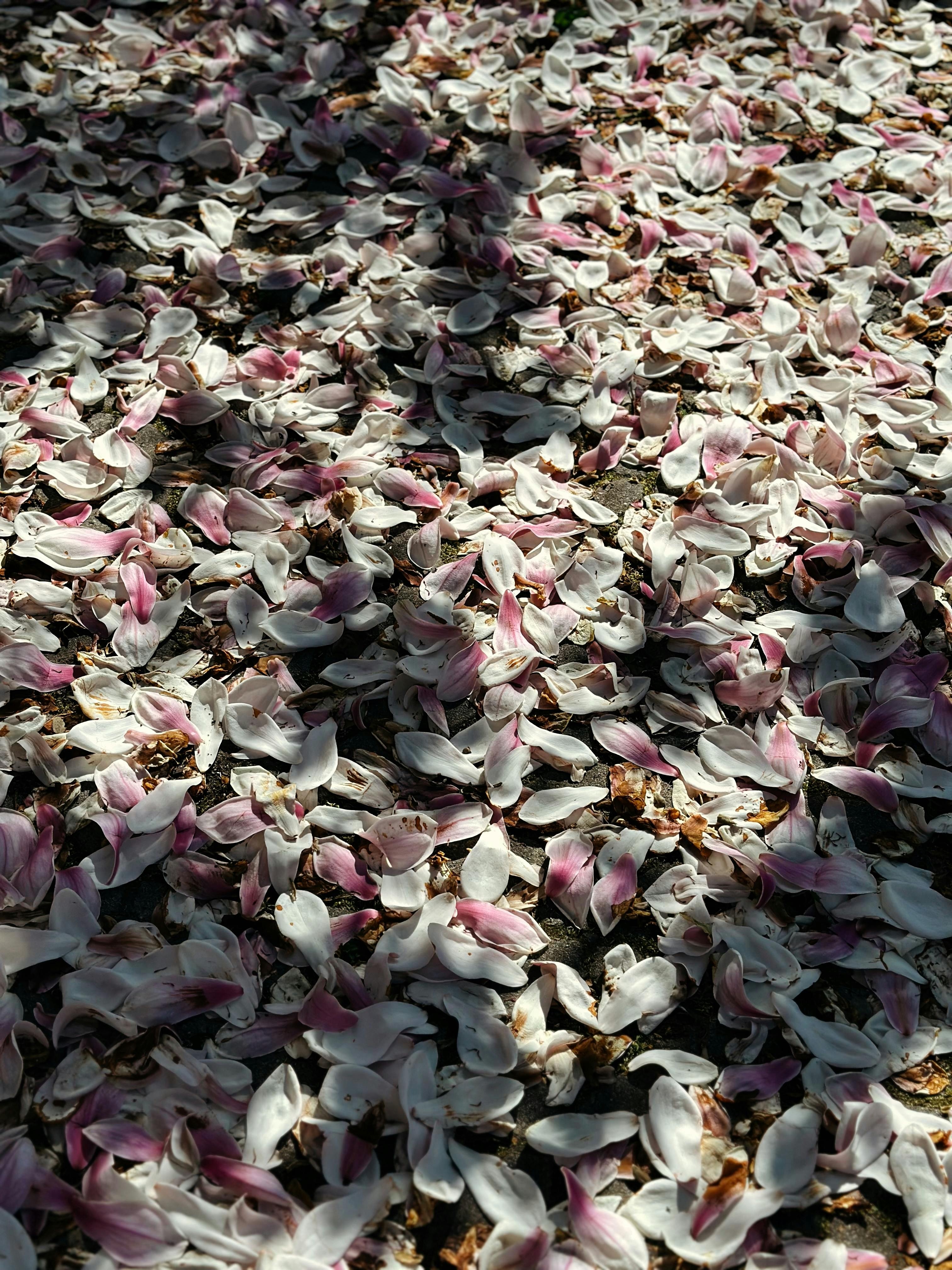 Pink Magnolia Petals Scattered on the Ground · Free Stock Photo