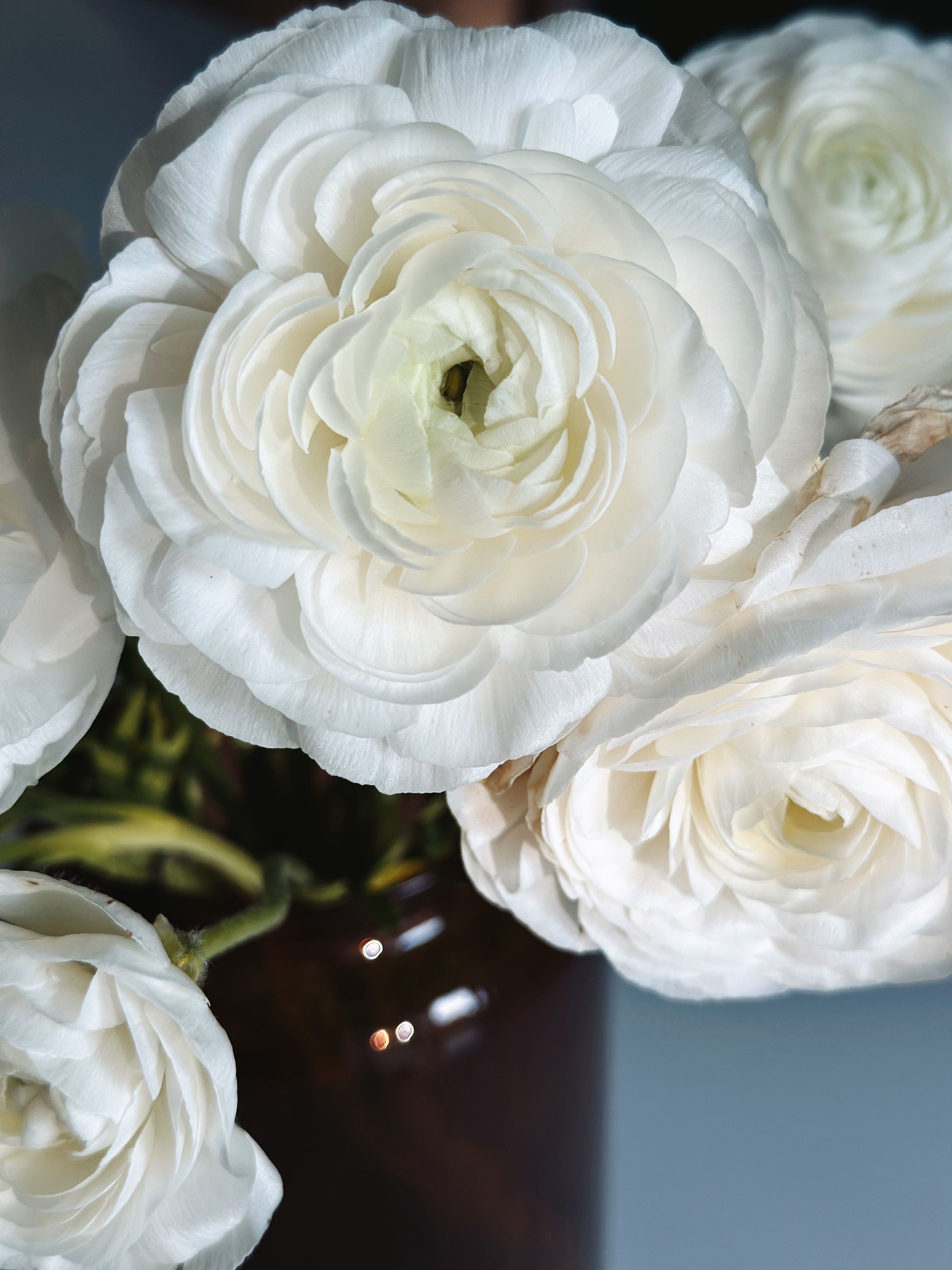Close-up of White Ranunculus Flowers in Vase · Free Stock Photo