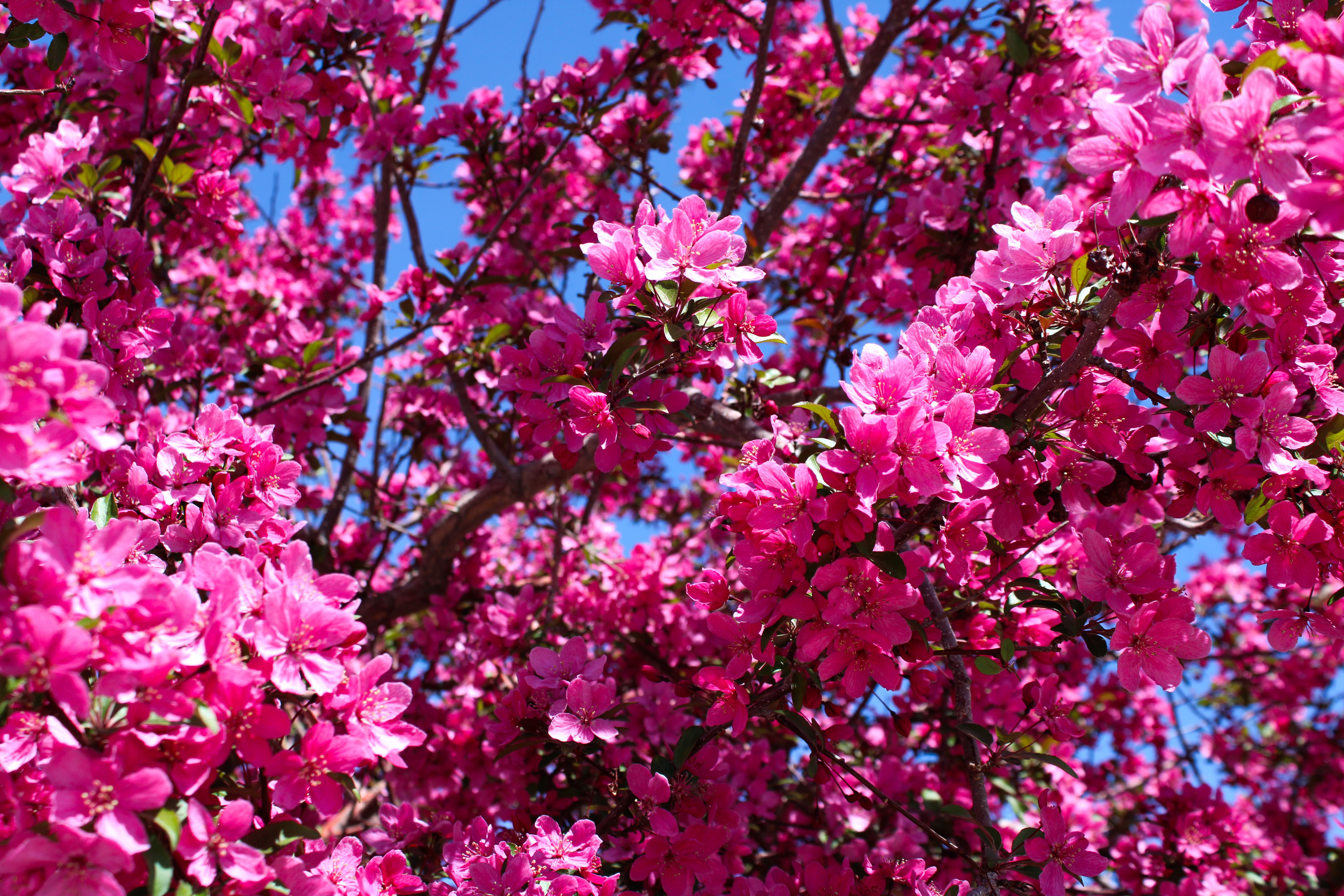 Spring Background Desktop Wallpaper Photos, Download The BEST Free ...