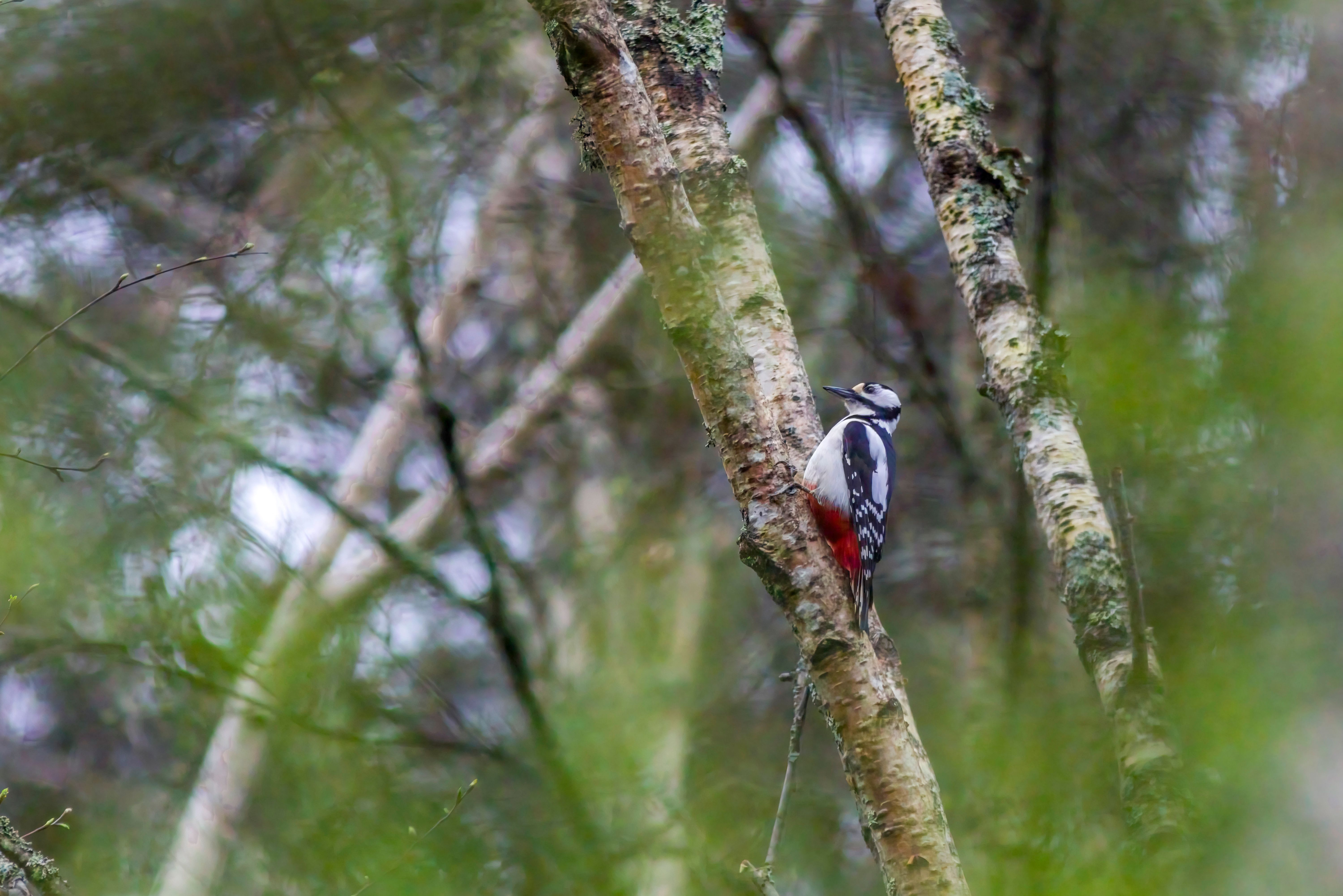 Tree Dwelling Birds Photos, Download The BEST Free Tree Dwelling Birds ...