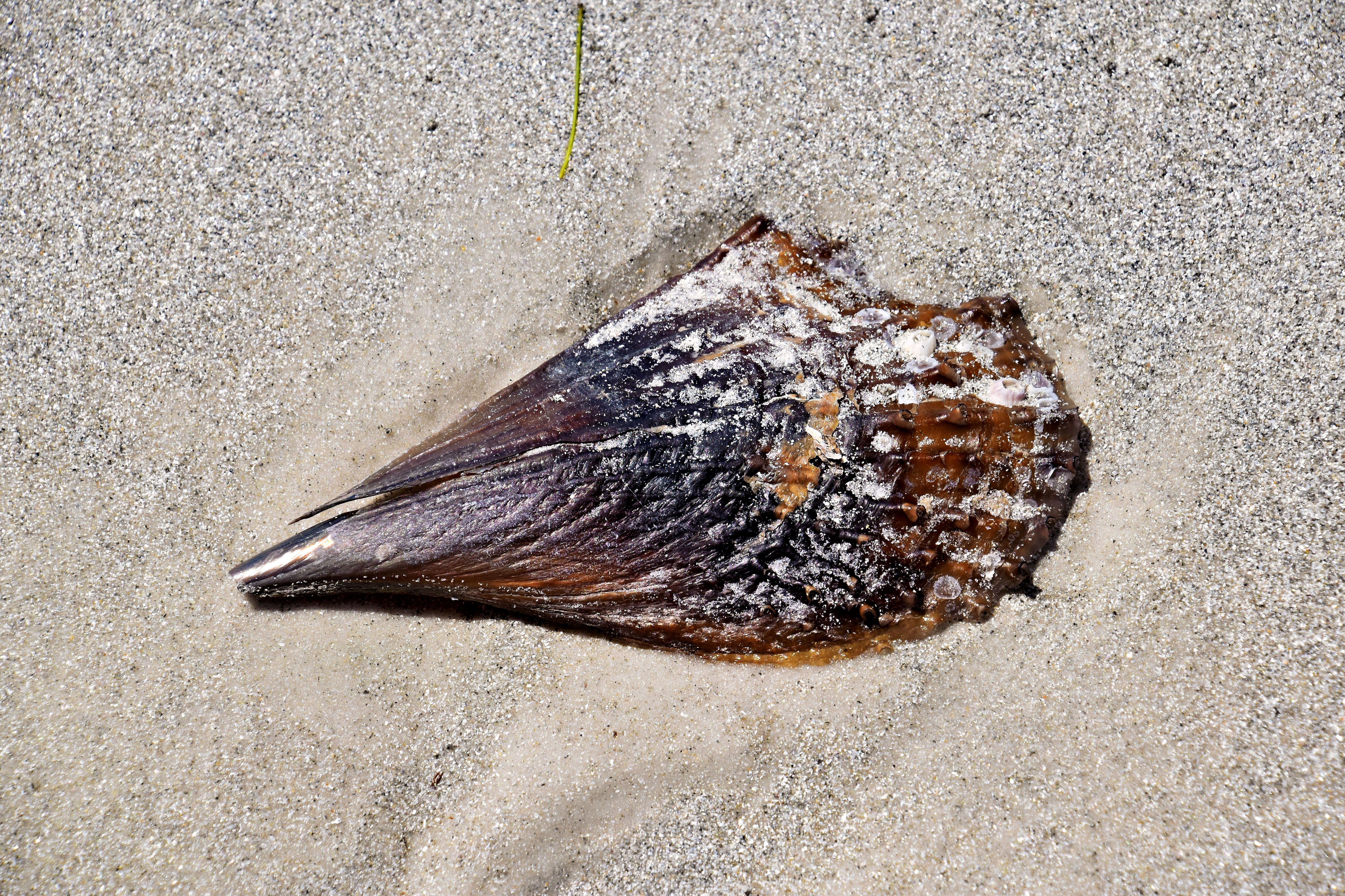 Close-up of a seashell on St. Pete Beach sand · Free Stock Photo