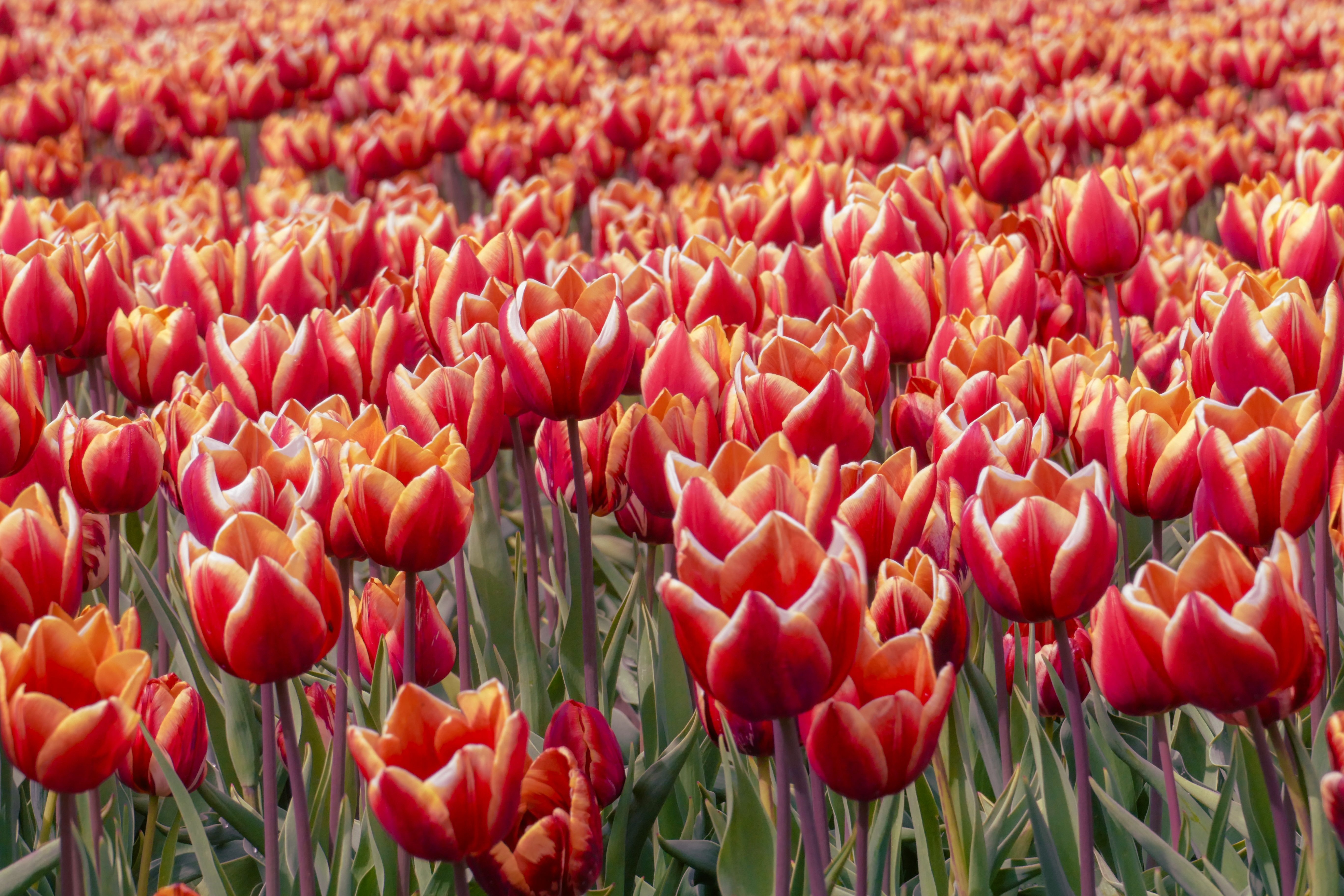 Vibrant Red and Orange Tulip Field in Bloom · Free Stock Photo