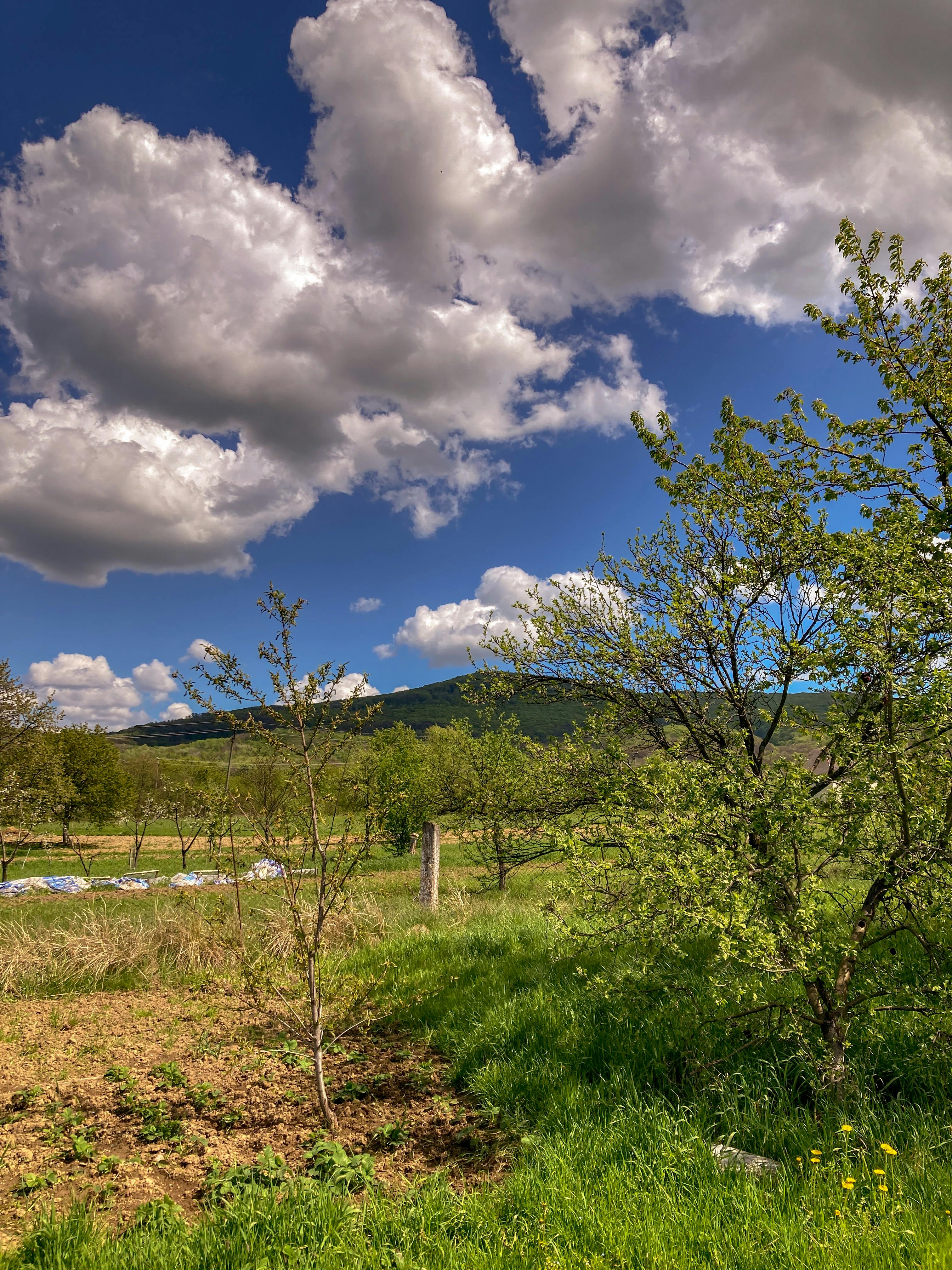 Pradera Primaveral Con árboles En Flor Y Cielo Azul · Foto de stock ...