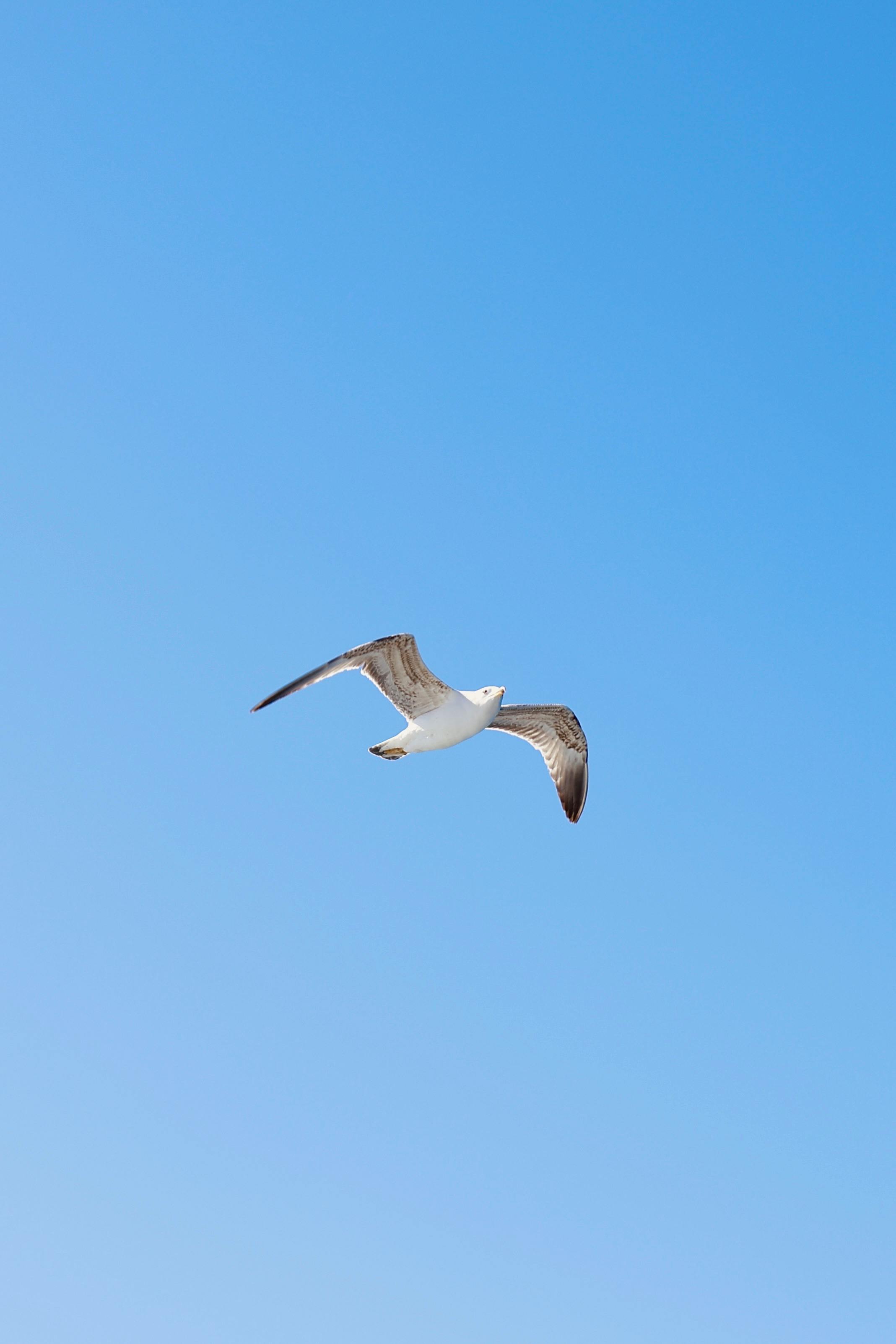 60 000+ Libre Sans Droit D'auteur banque d’images et photos libres de droit · Téléchargement ...