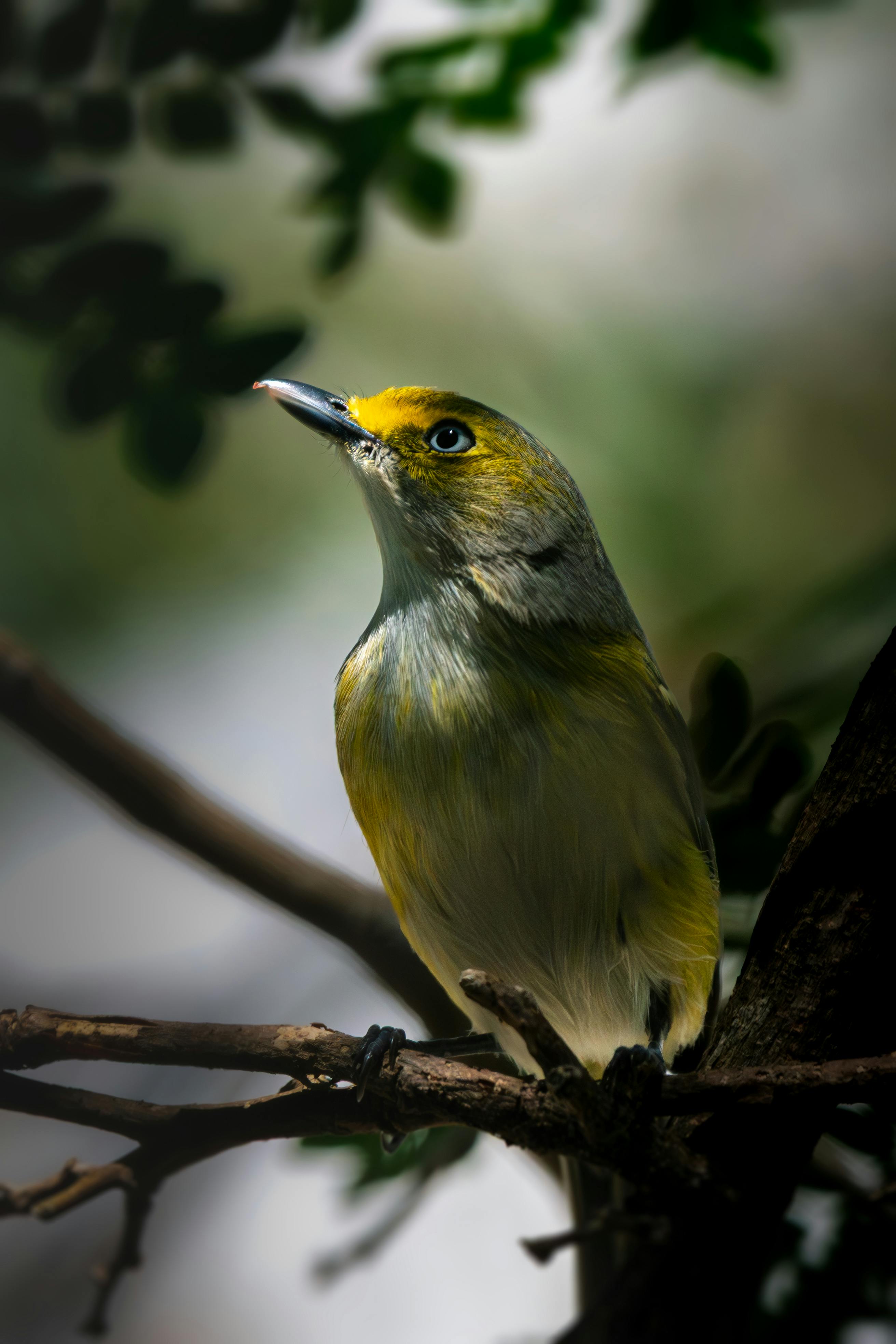 Close-up of Colorful Bird in Mérida, Yucatán · Free Stock Photo