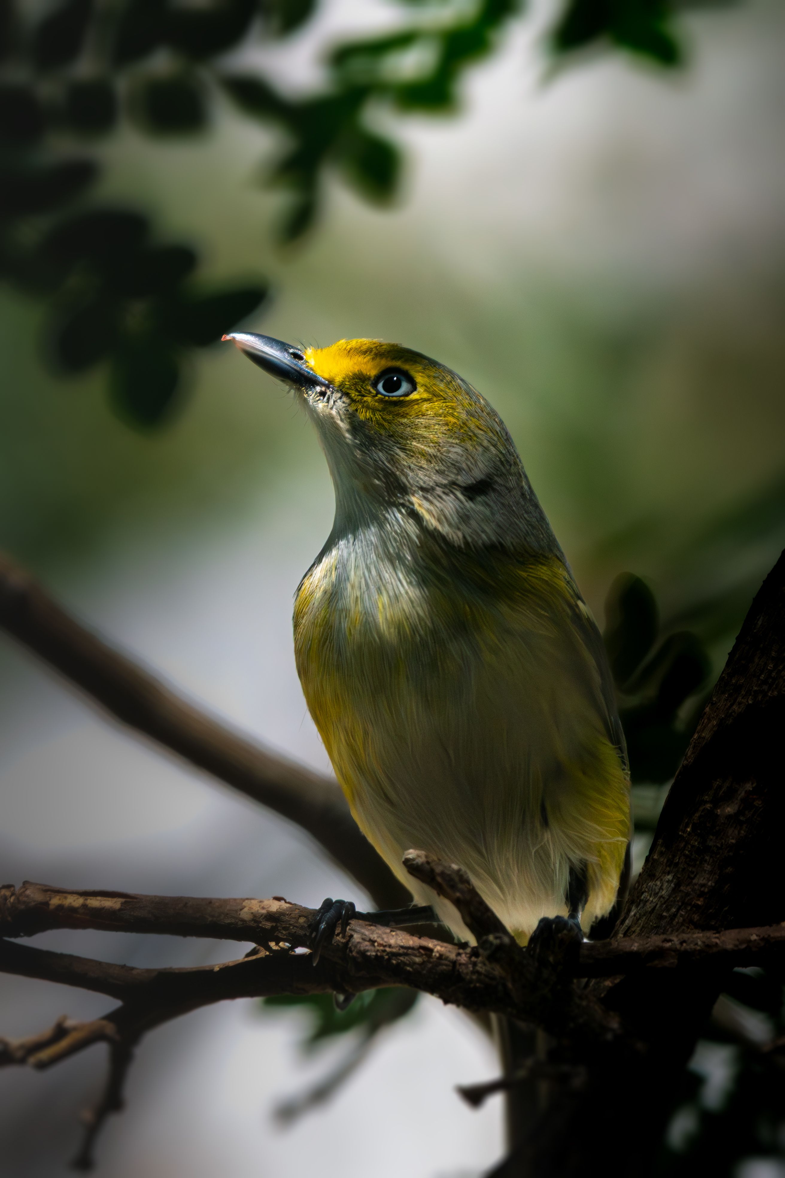 776.929+ Fotos y Imágenes de Birds portrait Gratis · Banco de Fotos Gratis