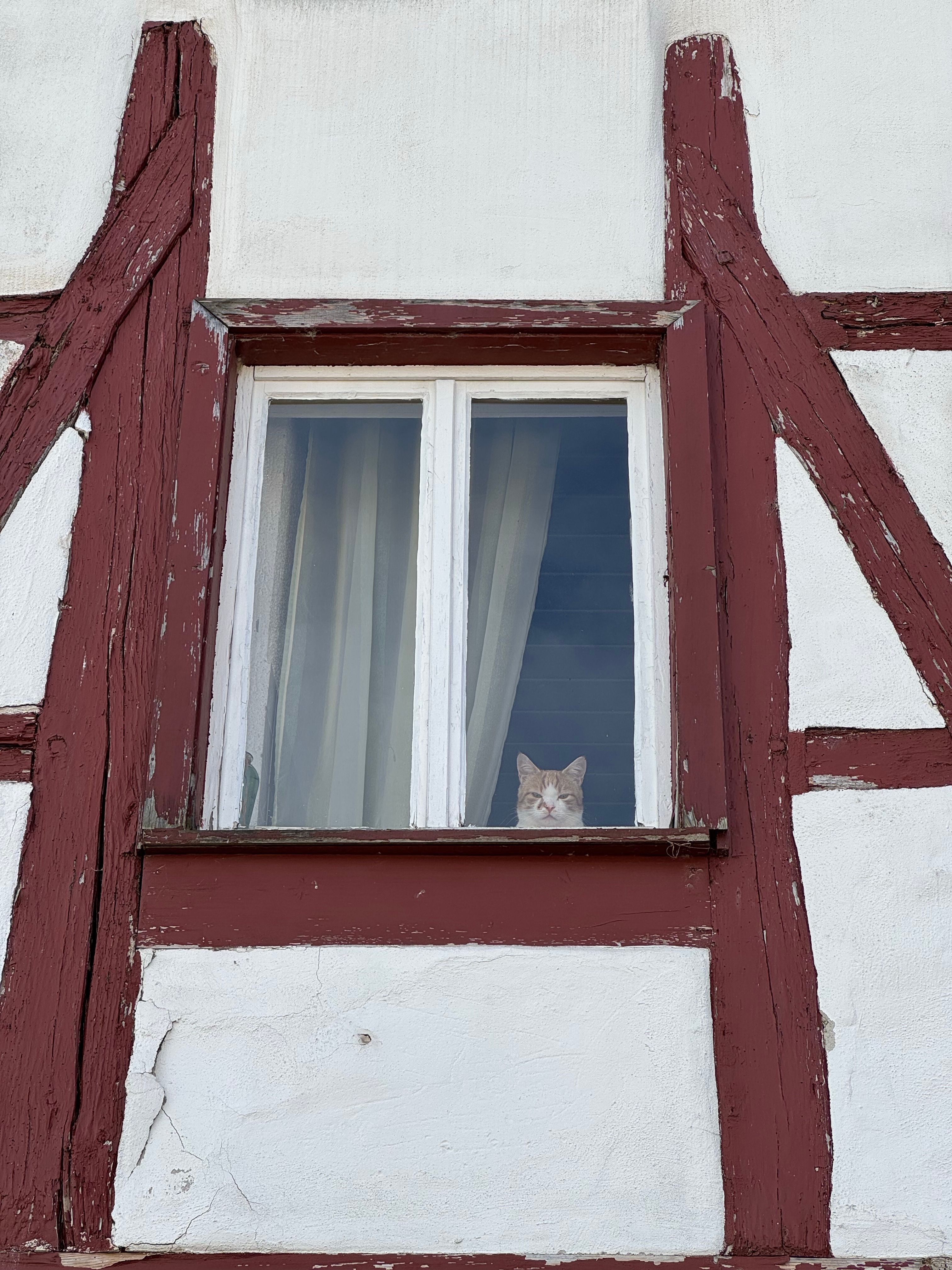 Cat Out Of Wall Photos, Download The BEST Free Cat Out Of Wall Stock ...