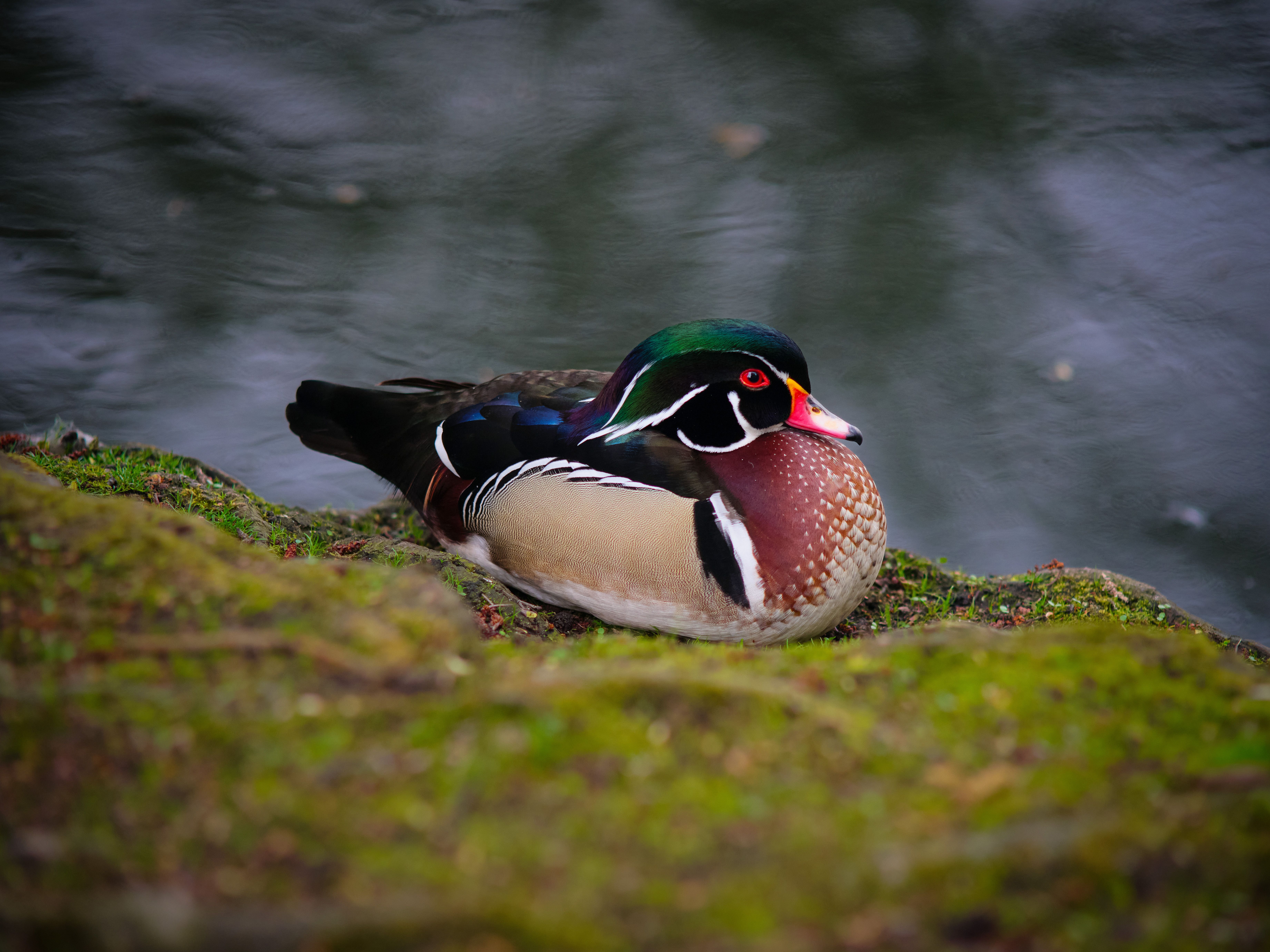 Vibrant Wood Duck Resting on Mossy Shoreline · Free Stock Photo