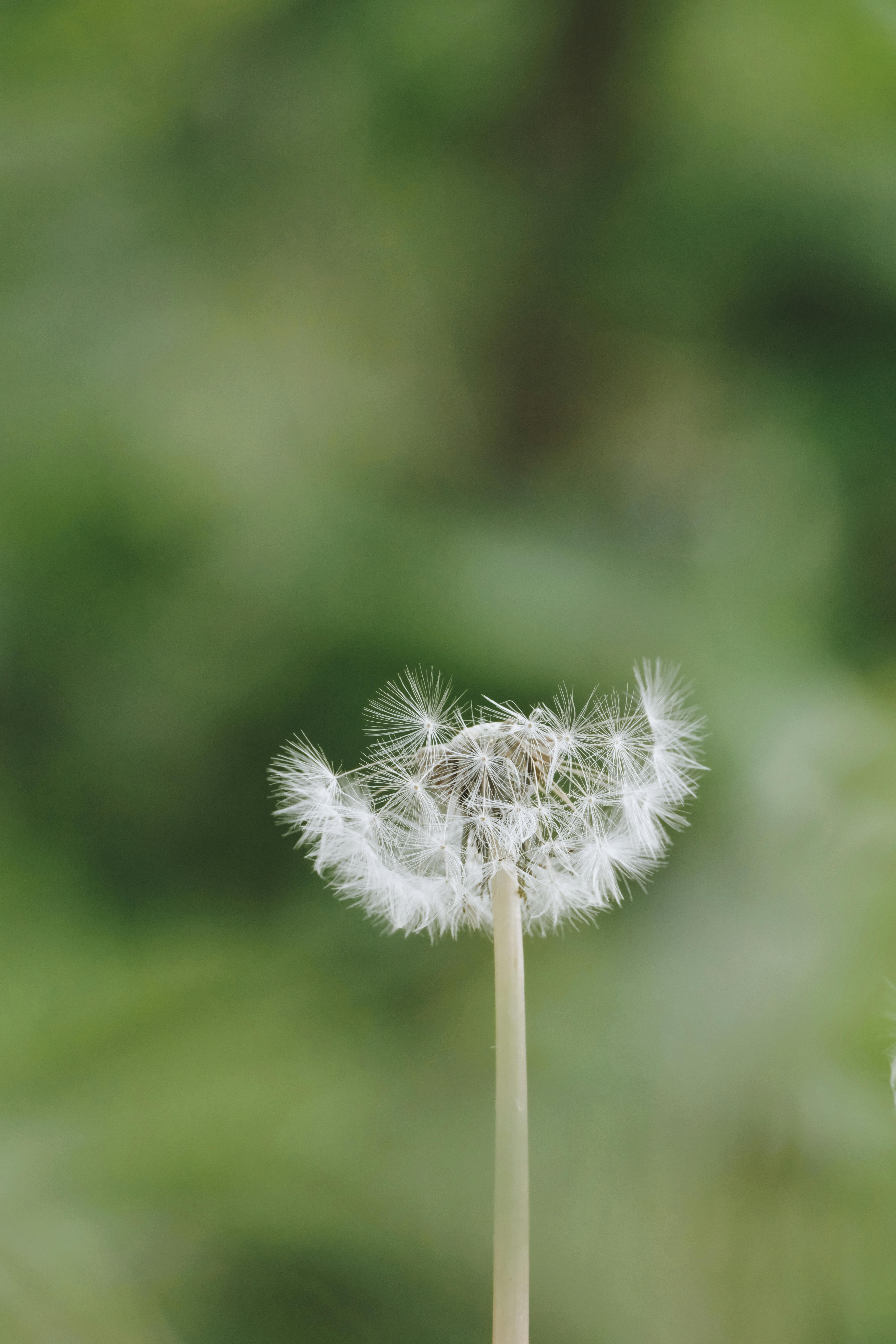 Close-up of a Delicate Dandelion in Spring · Free Stock Photo