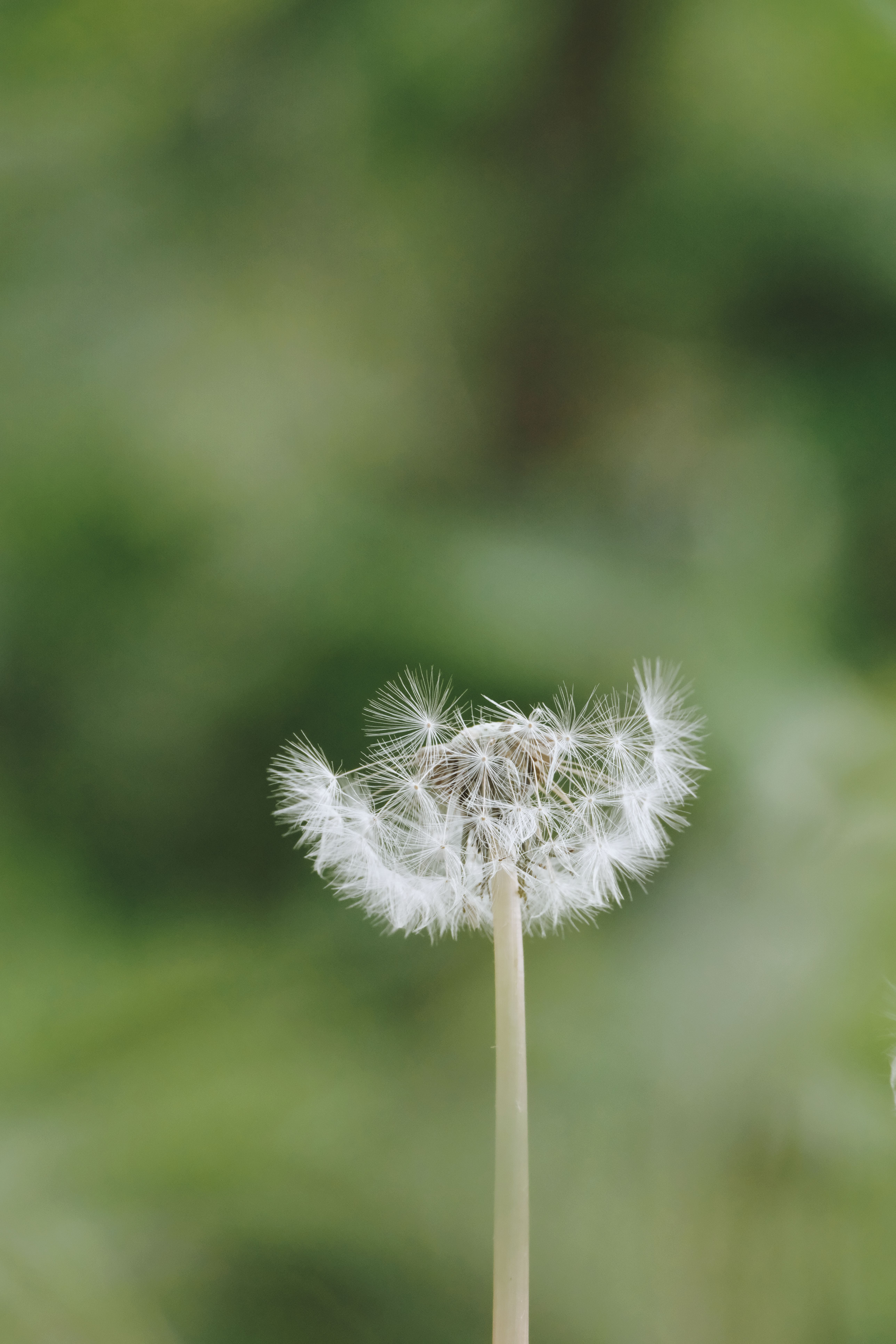 Close-up of a Delicate Dandelion in Spring · Free Stock Photo