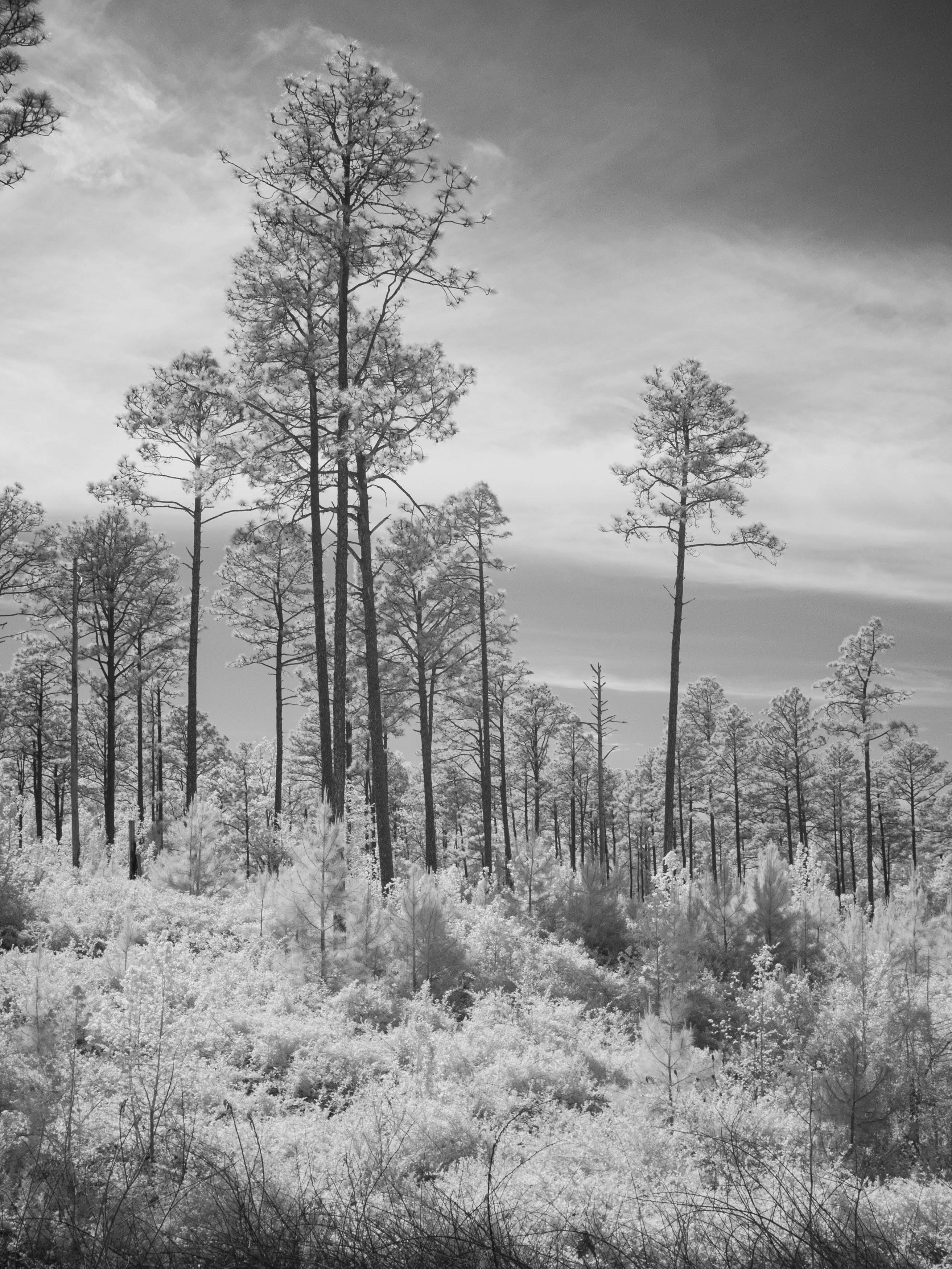 Surreal Infrared Forest Landscape Photography · Free Stock Photo