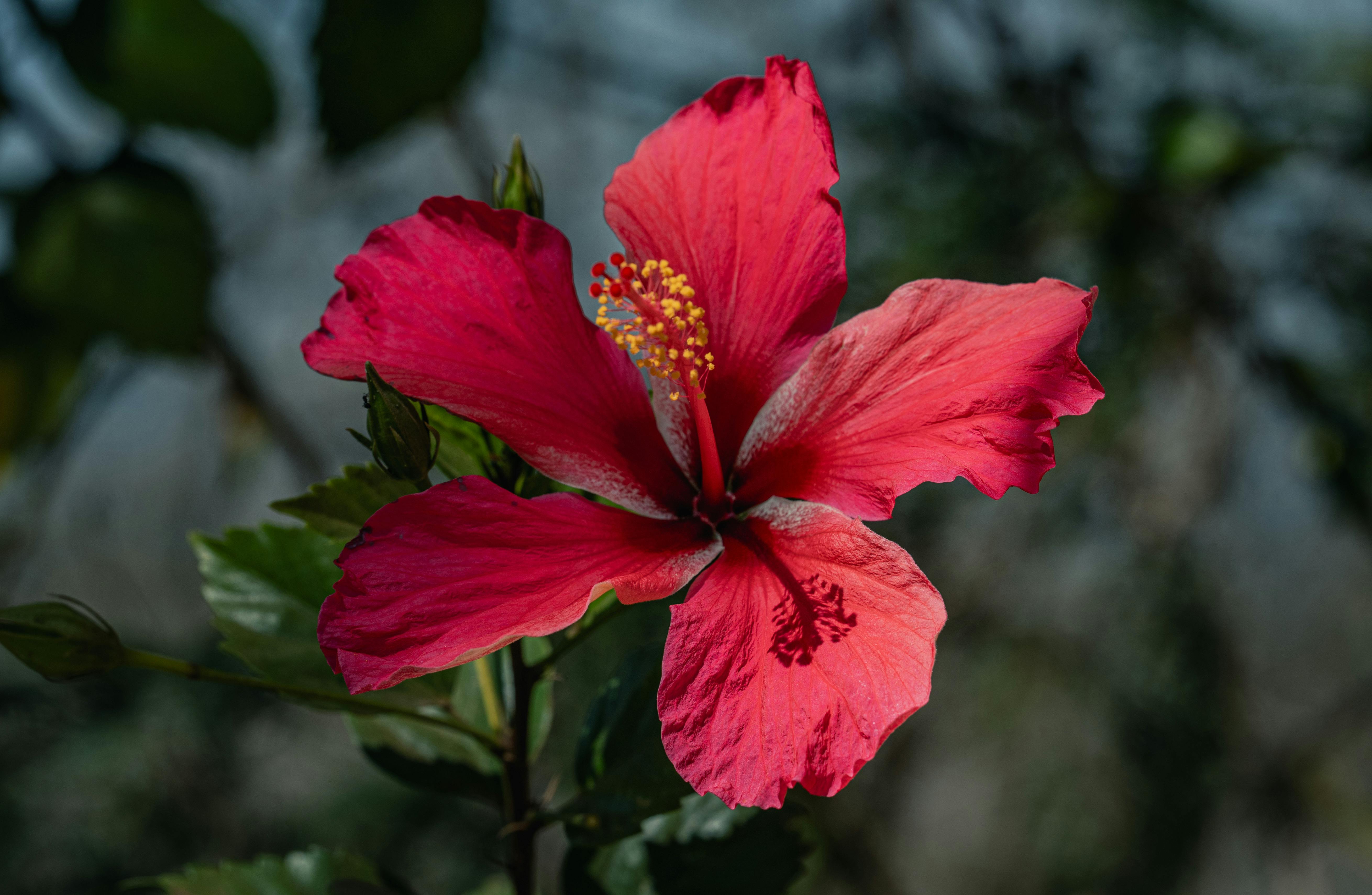 Vibrant Red Hibiscus Flower in Thailand · Free Stock Photo