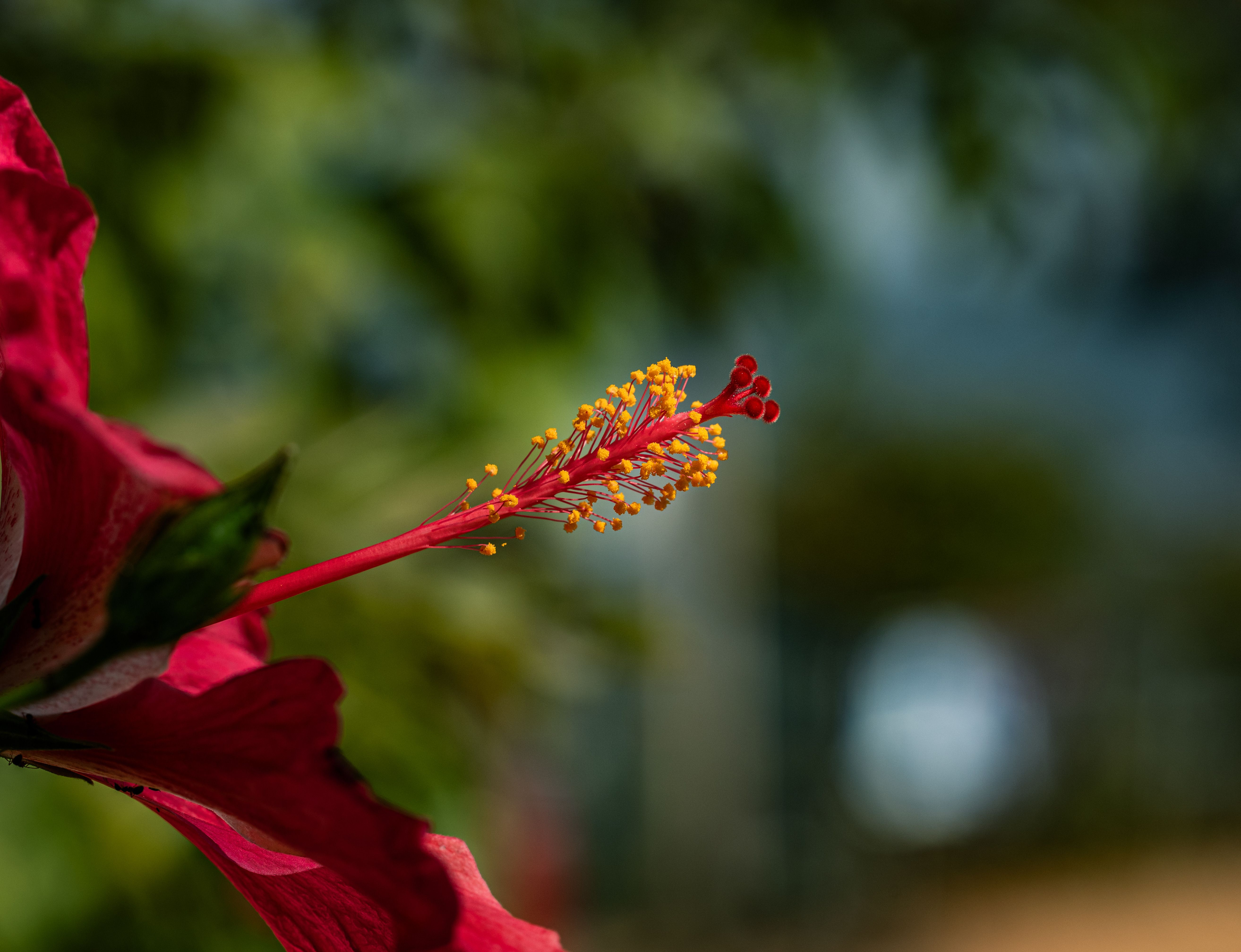 Foto De Flor · Foto profissional gratuita