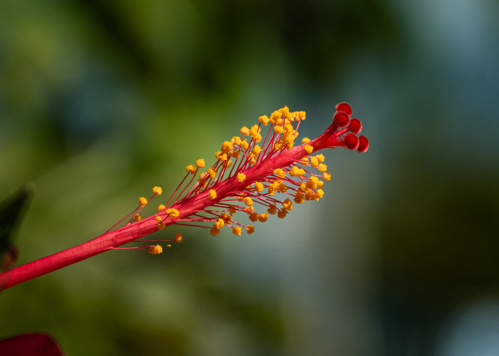 Hibiscus Wallpaper Photos, Download The BEST Free Hibiscus Wallpaper ...