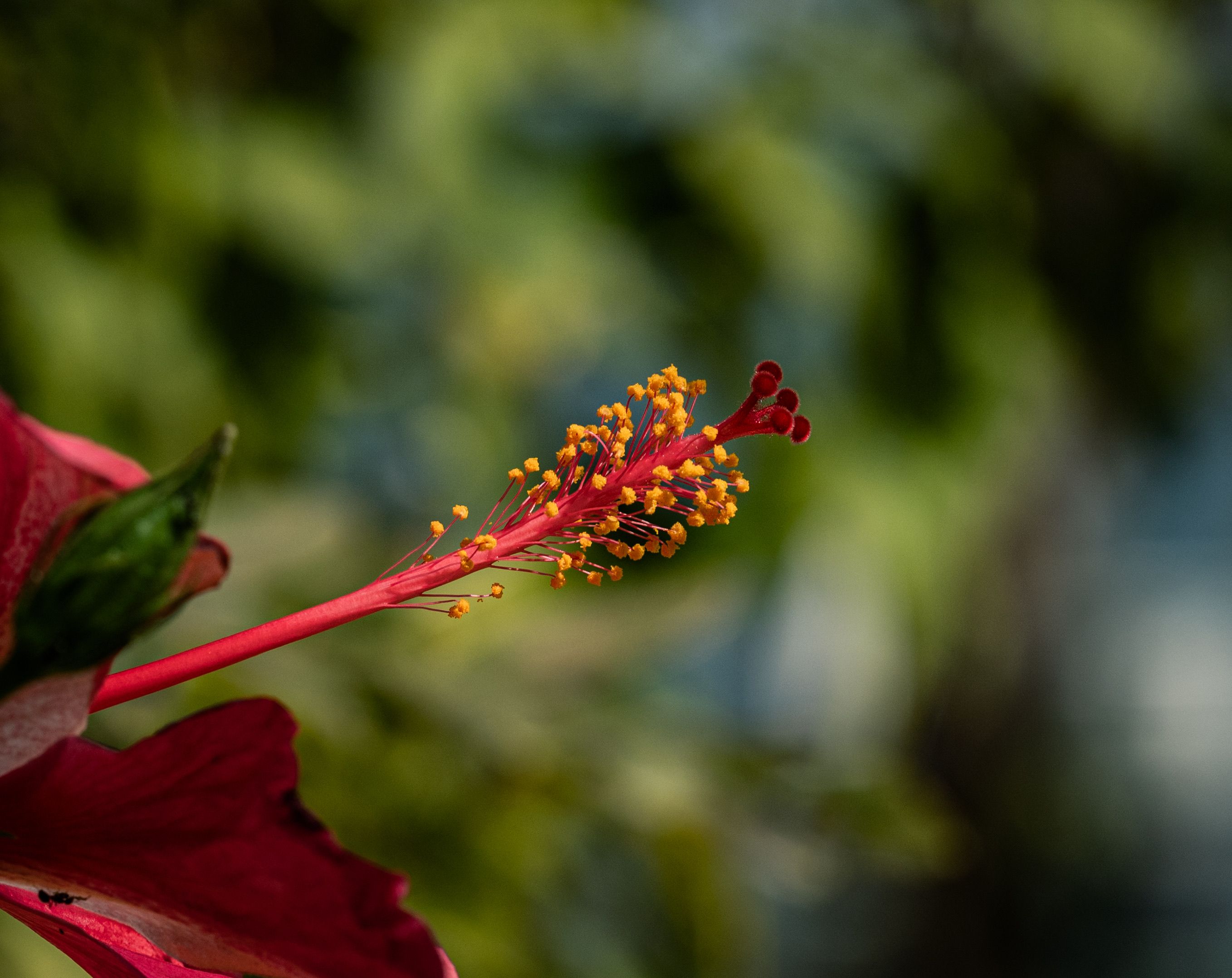 Foto De Flor · Foto profissional gratuita