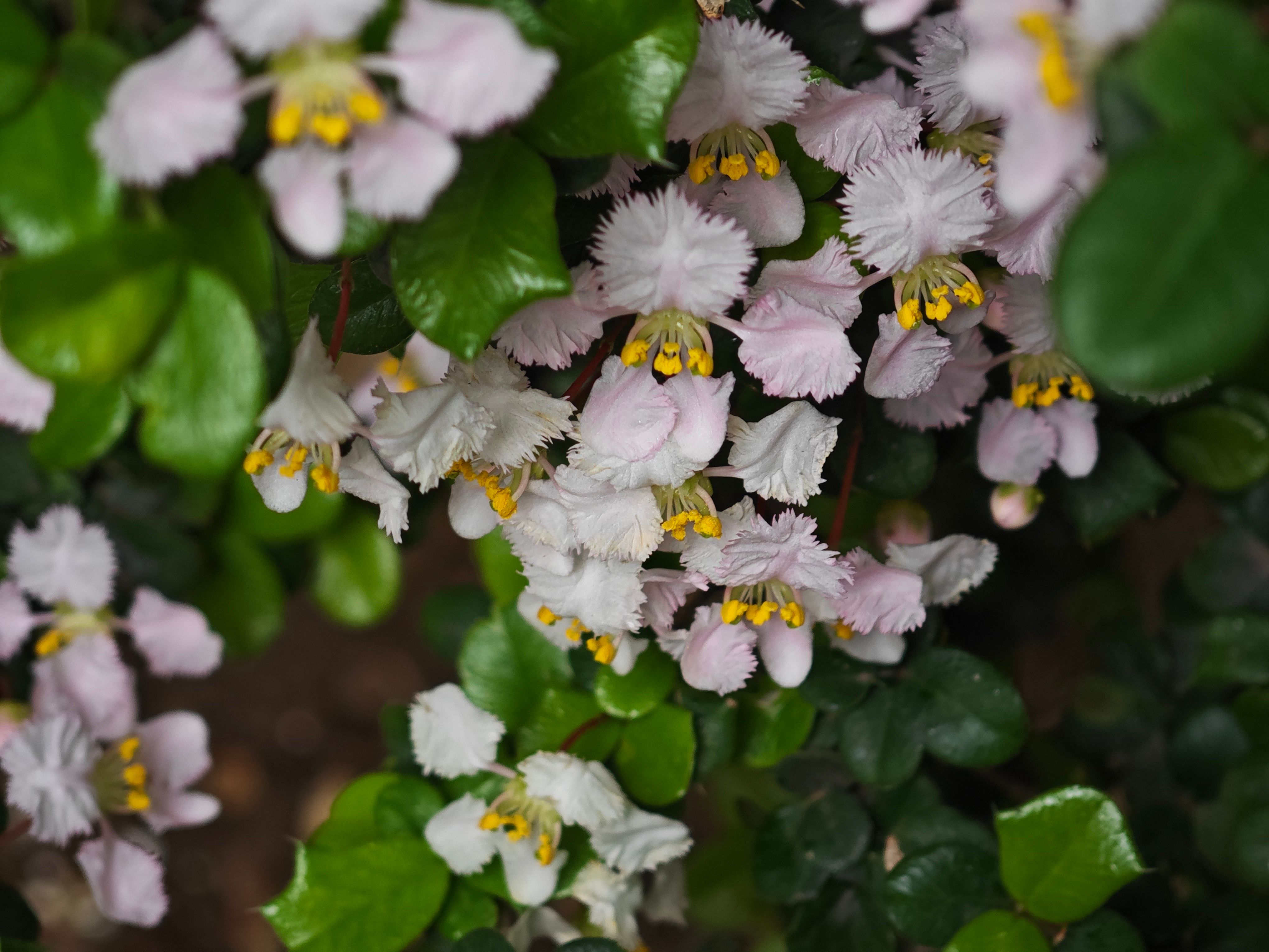 Close-Up of White and Yellow Bell-Shaped Flowers · Free Stock Photo