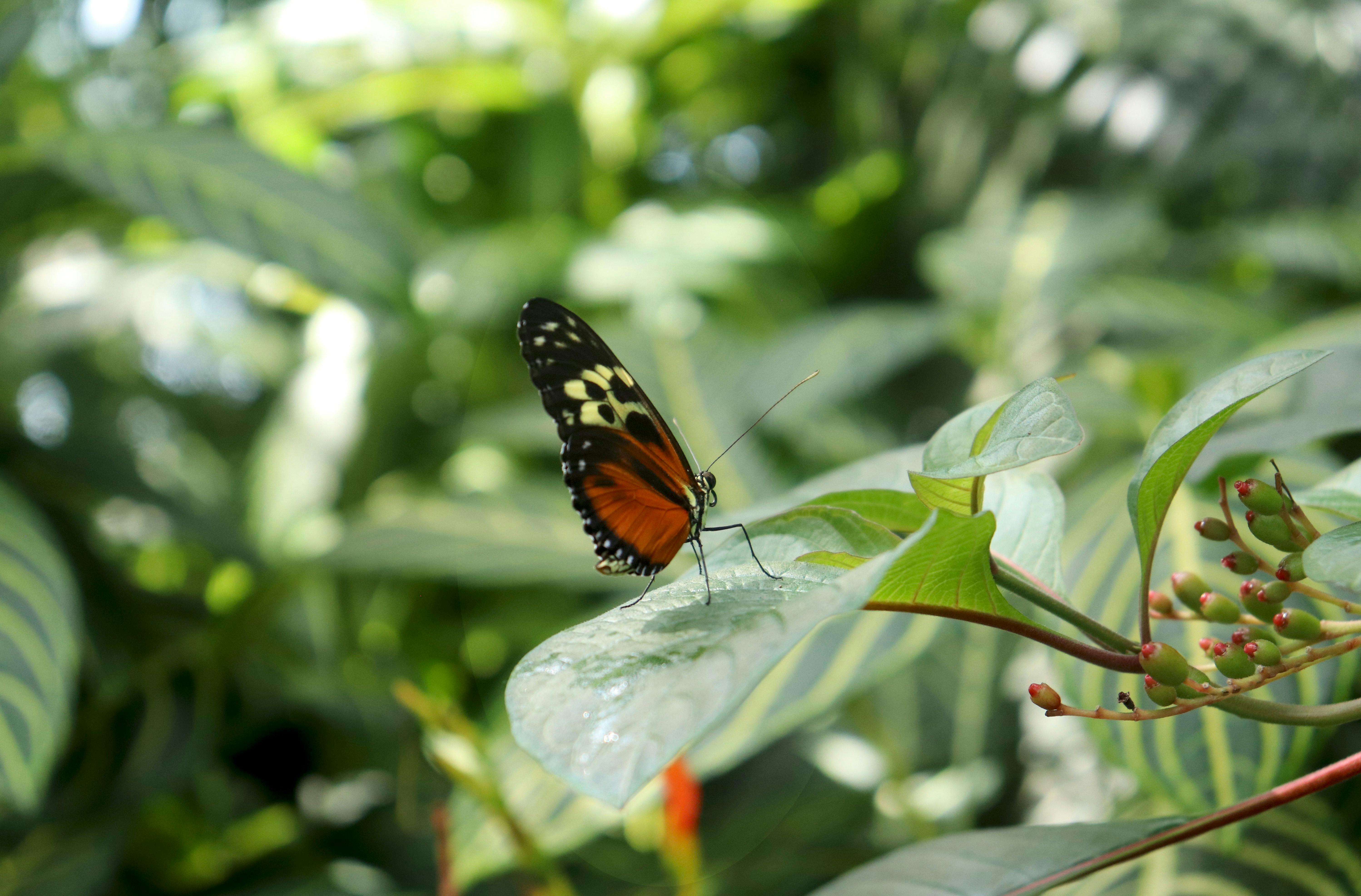 Vivid Monarch Butterfly Perched on Leaf · Free Stock Photo