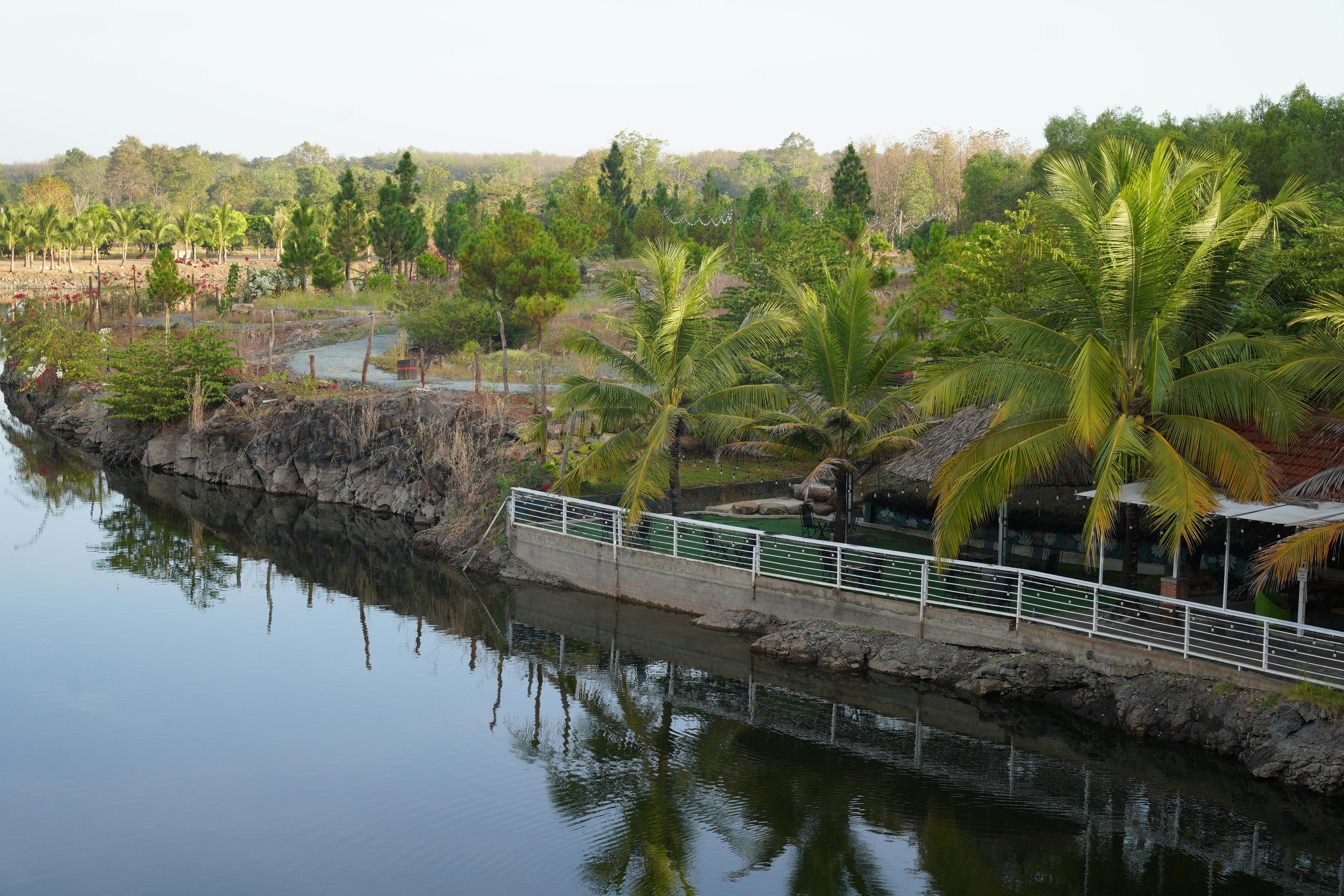 Serene Tropical Riverside Landscape with Lush Palms · Free Stock Photo
