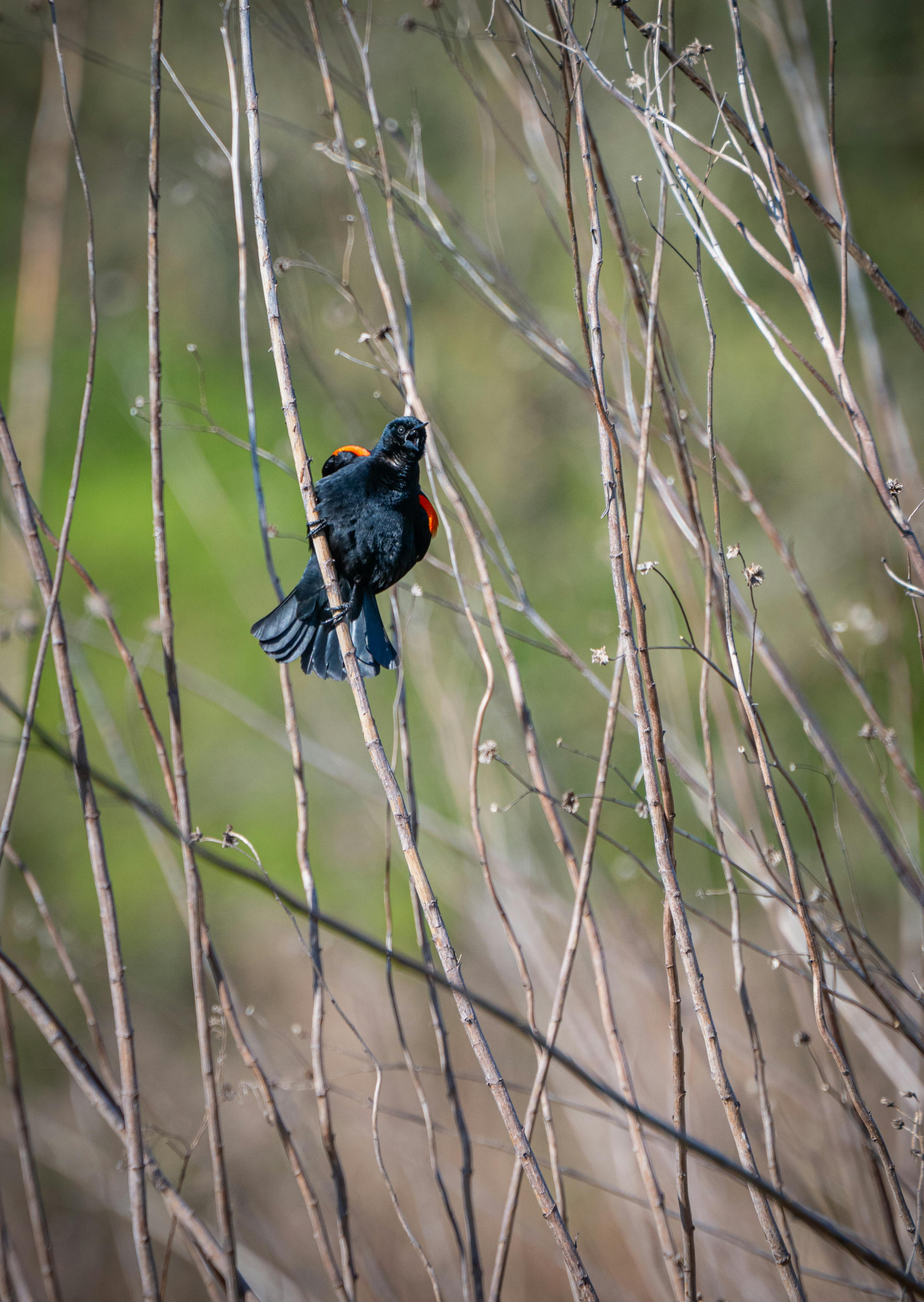 Songbird Display Photos, Download The BEST Free Songbird Display Stock ...