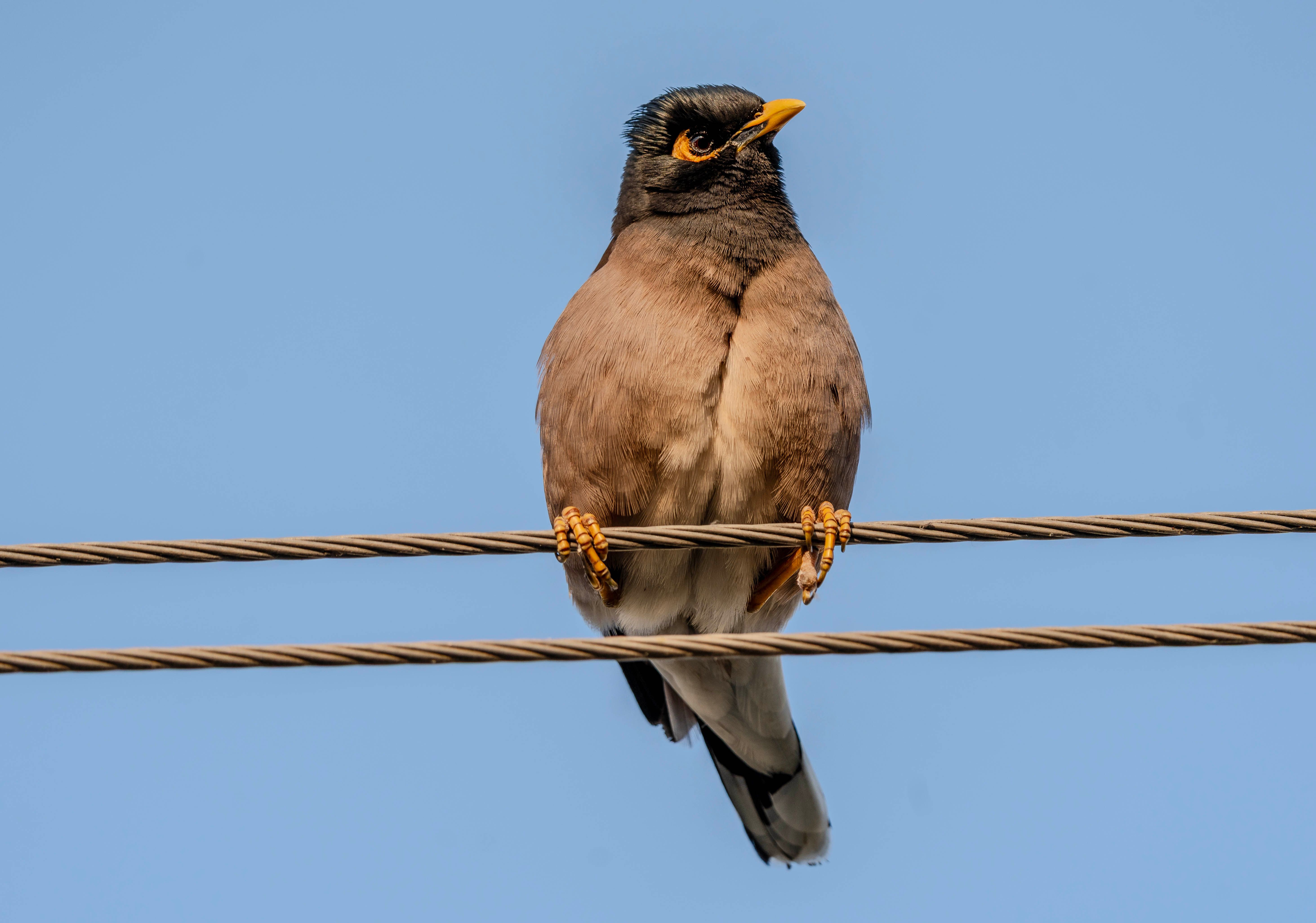 Myna Species Photos, Download The BEST Free Myna Species Stock Photos ...
