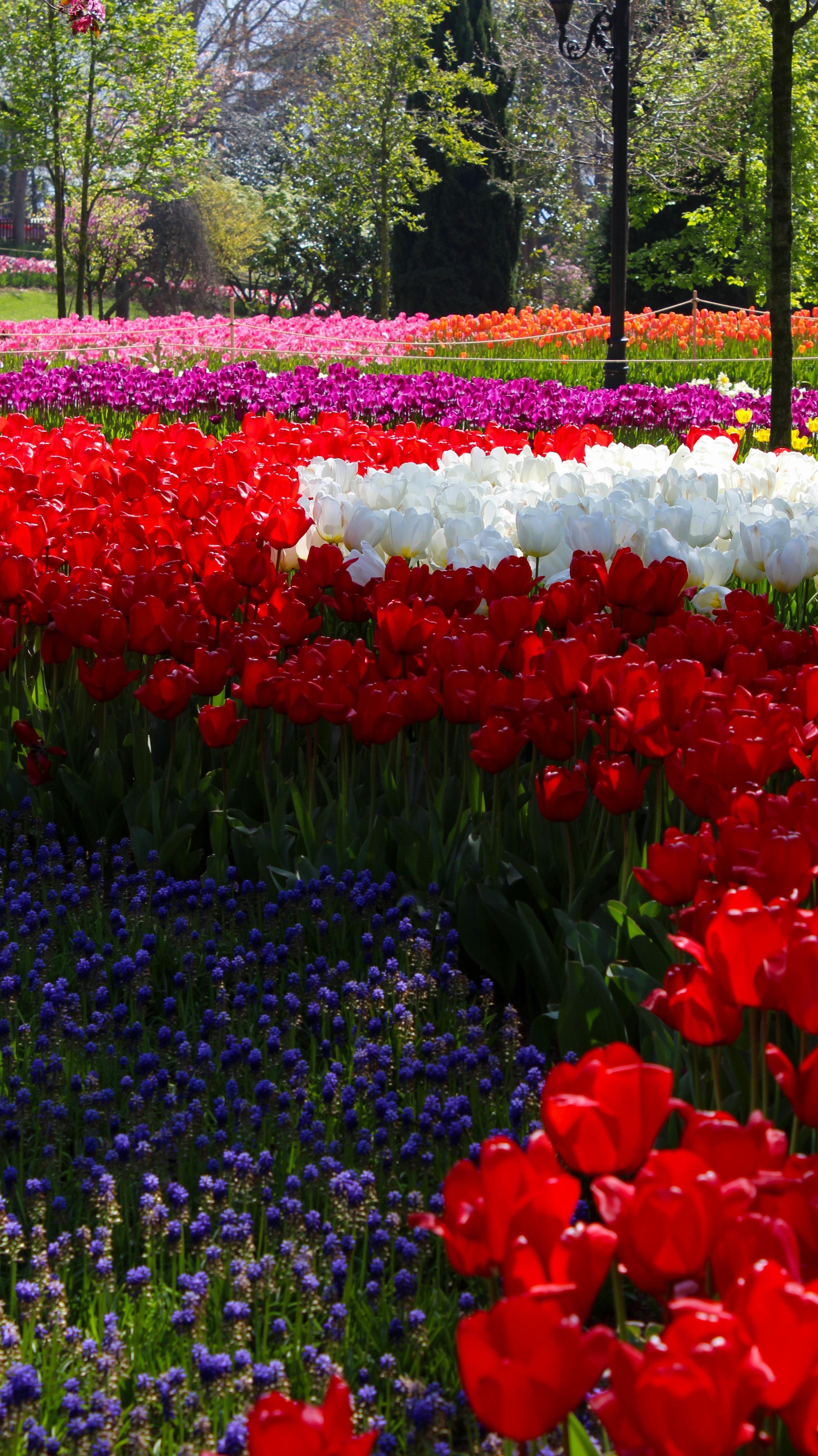 Vibrant Spring Tulip Garden in Bloom · Free Stock Photo
