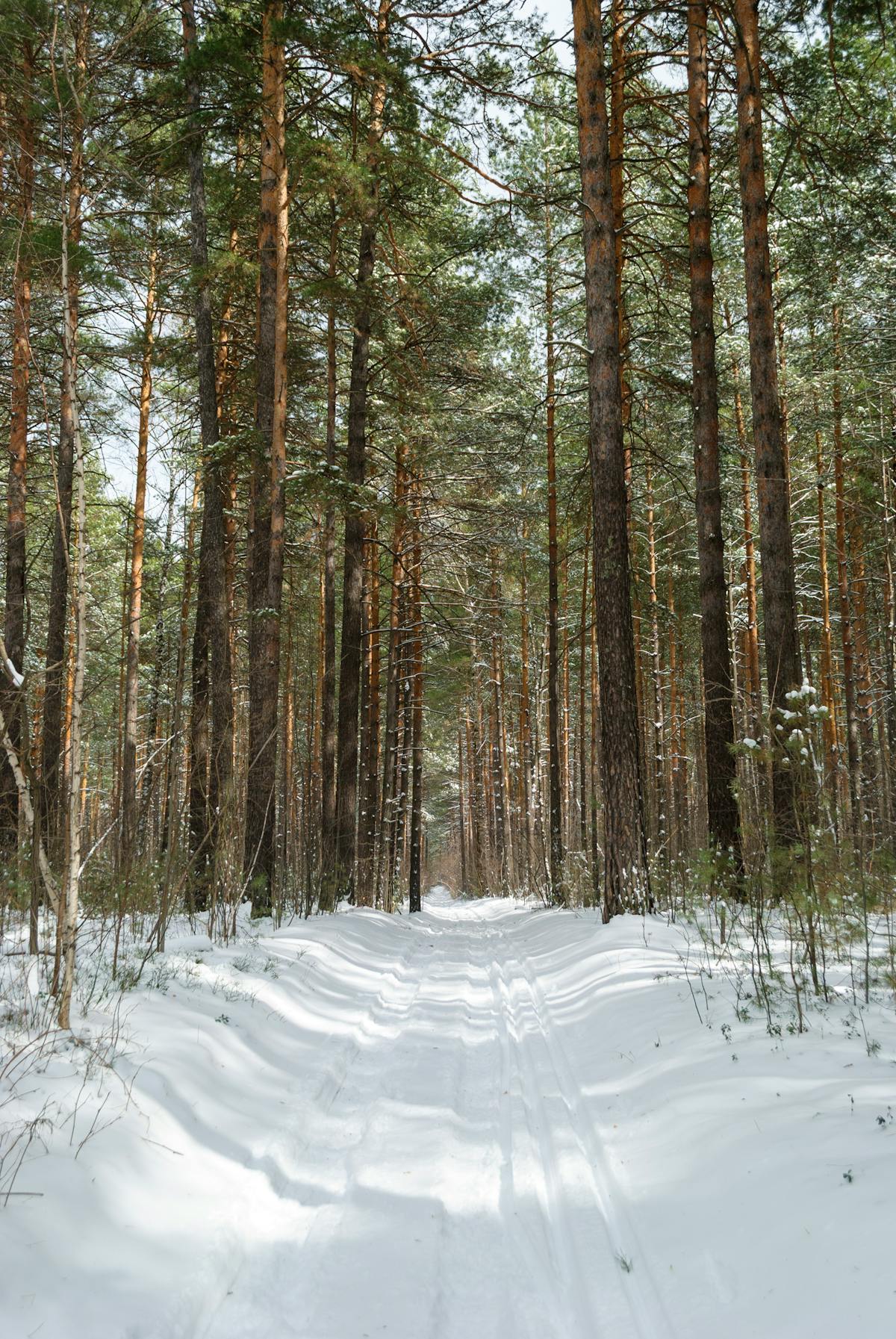 Free Pix Photos, Download The BEST Free Free Pix Stock Photos & HD Images