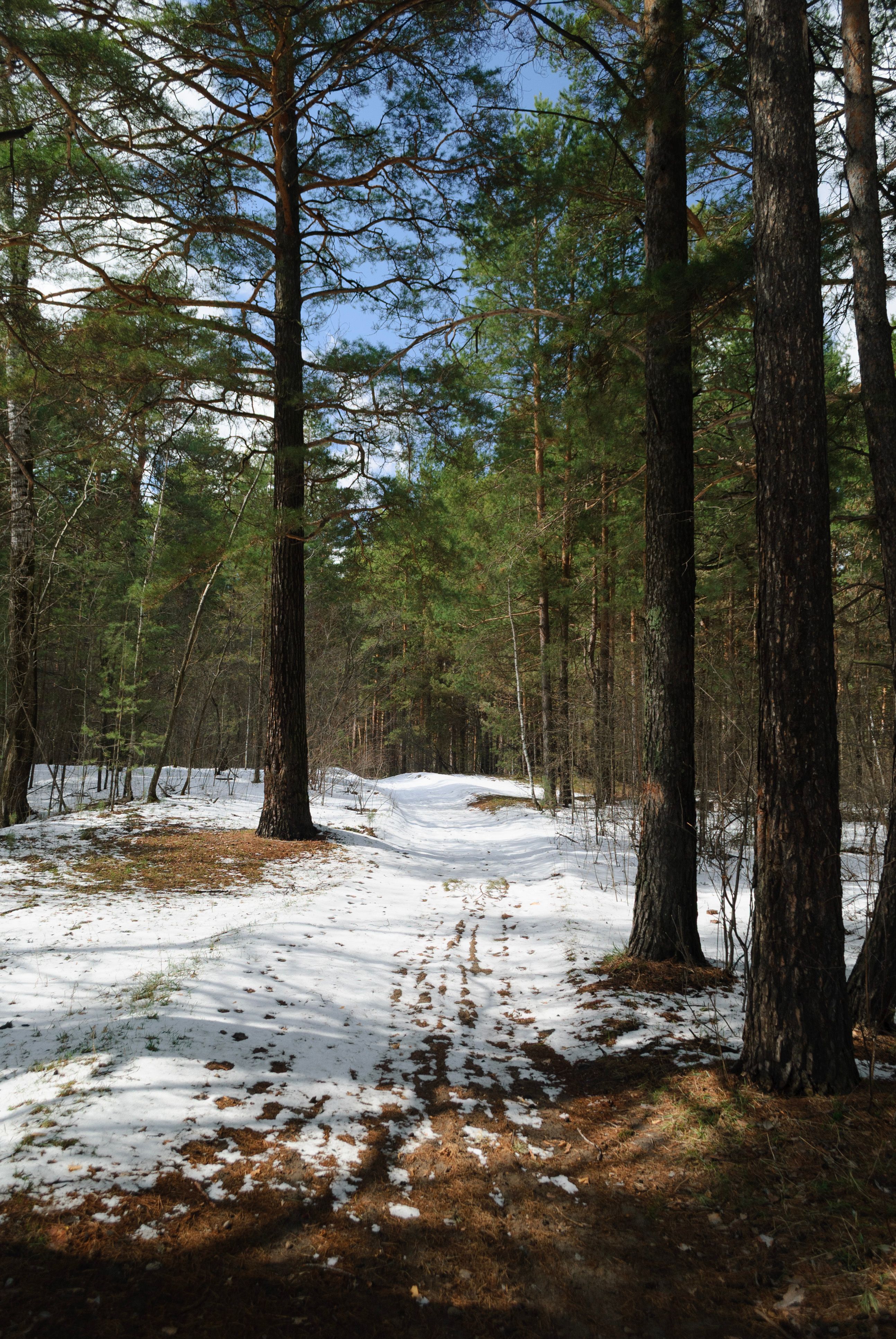 Tranquil Forest Path in Early Spring · Free Stock Photo
