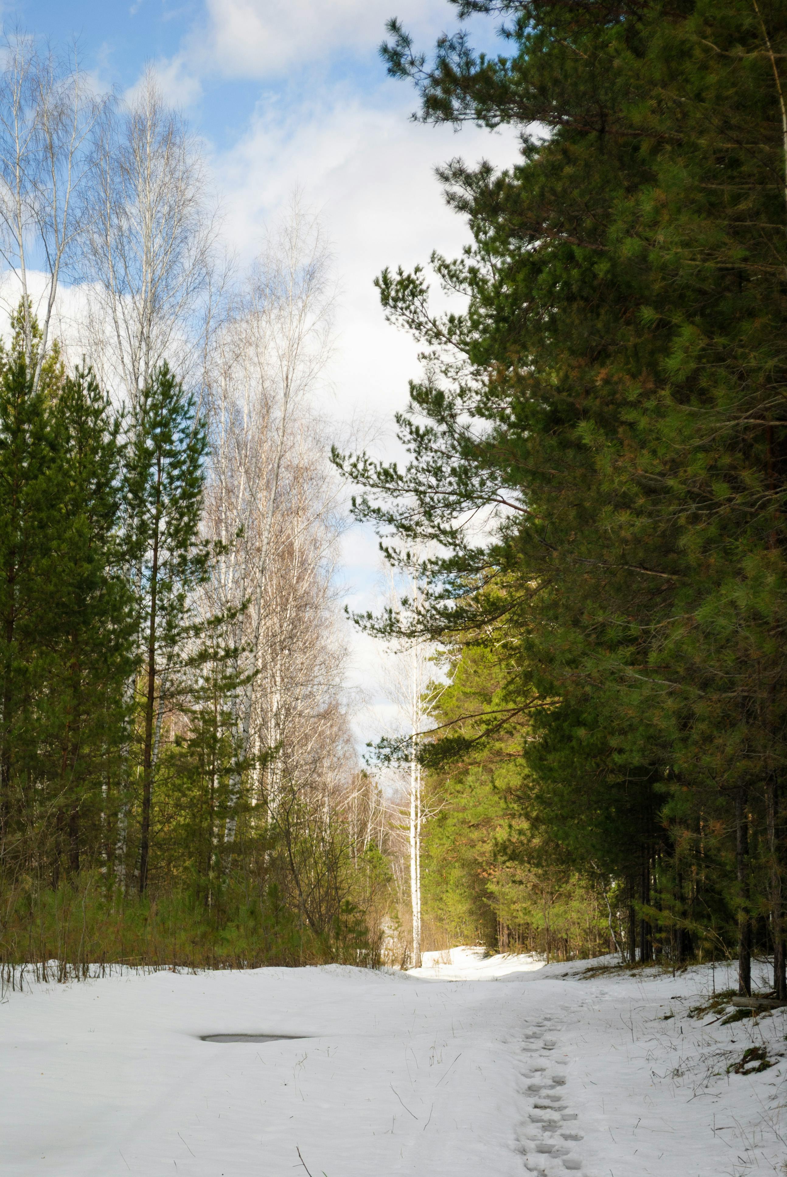 Winter Forest Path with Snow and Sunlight · Free Stock Photo