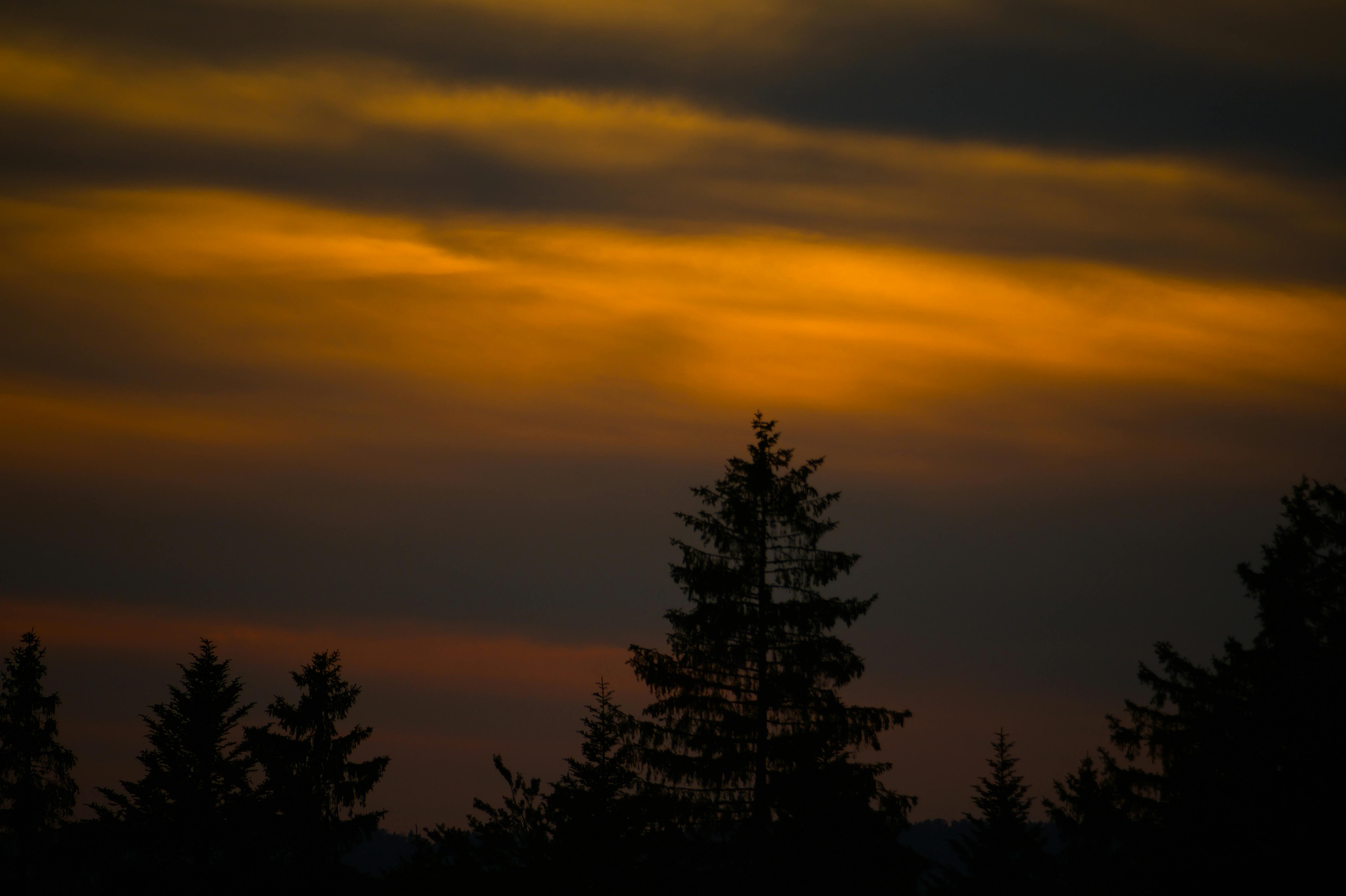 Dramatic Sunset Over Pine Forest Silhouette · Free Stock Photo