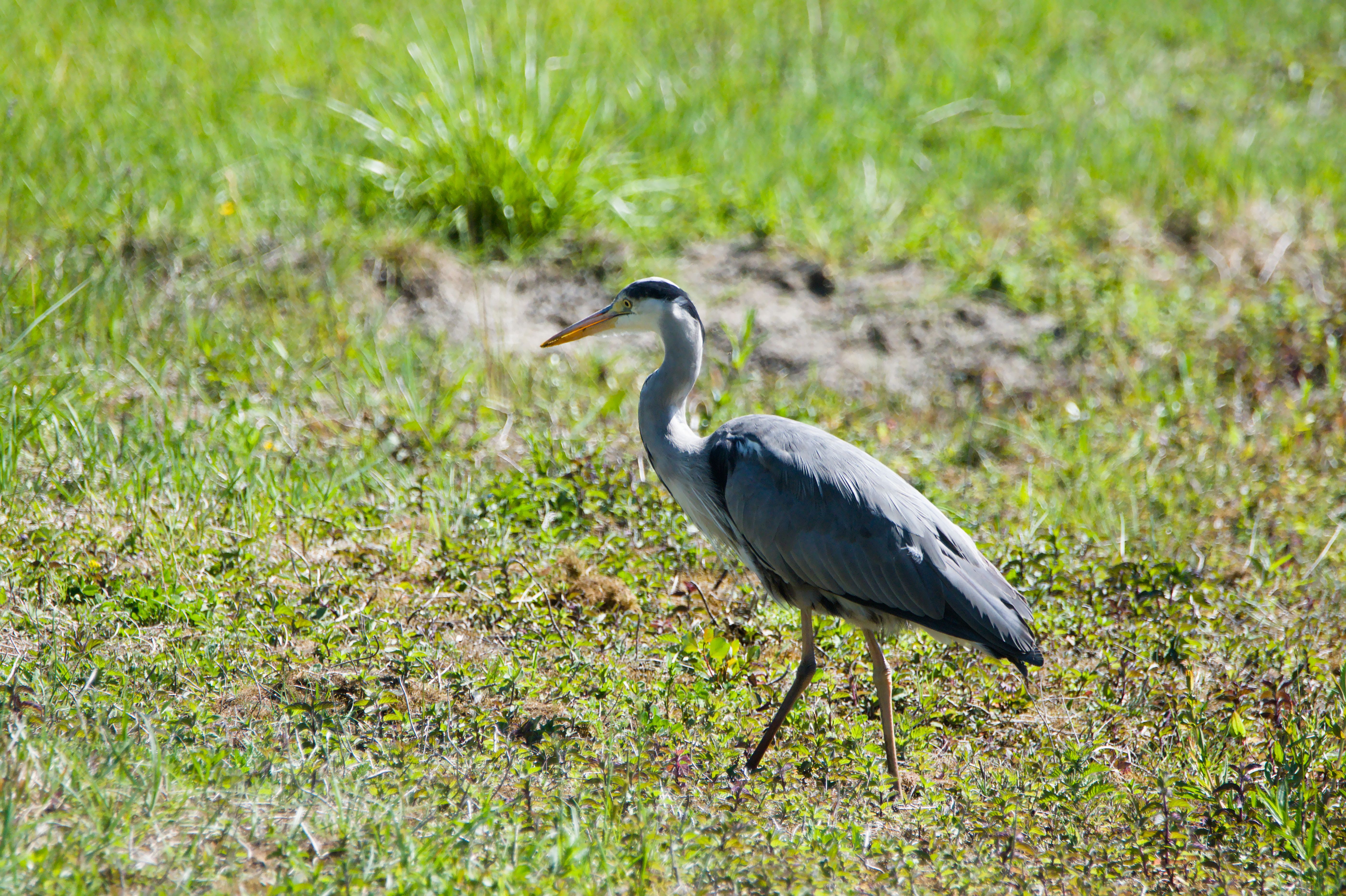 Grey Heron in a Lush Green Field · Free Stock Photo