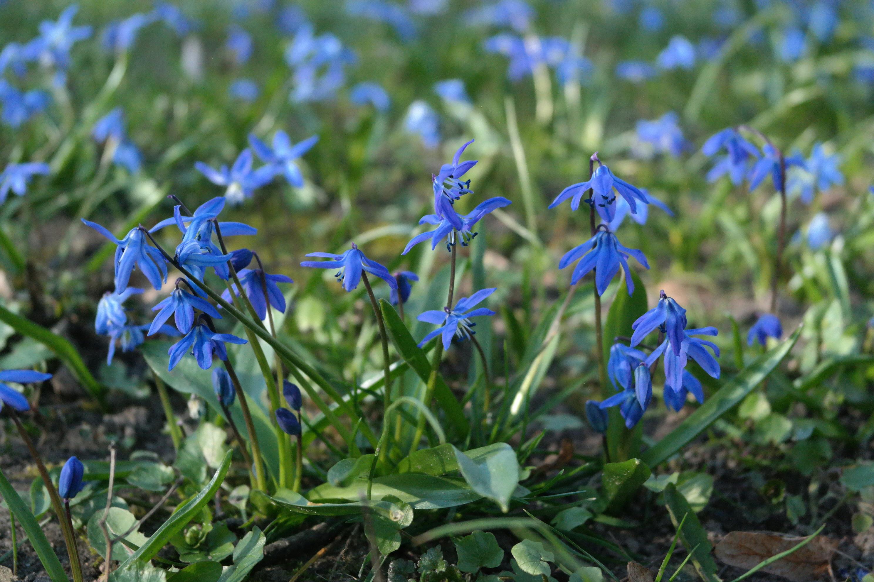 Vibrant Blue Spring Flowers in Bloom · Free Stock Photo